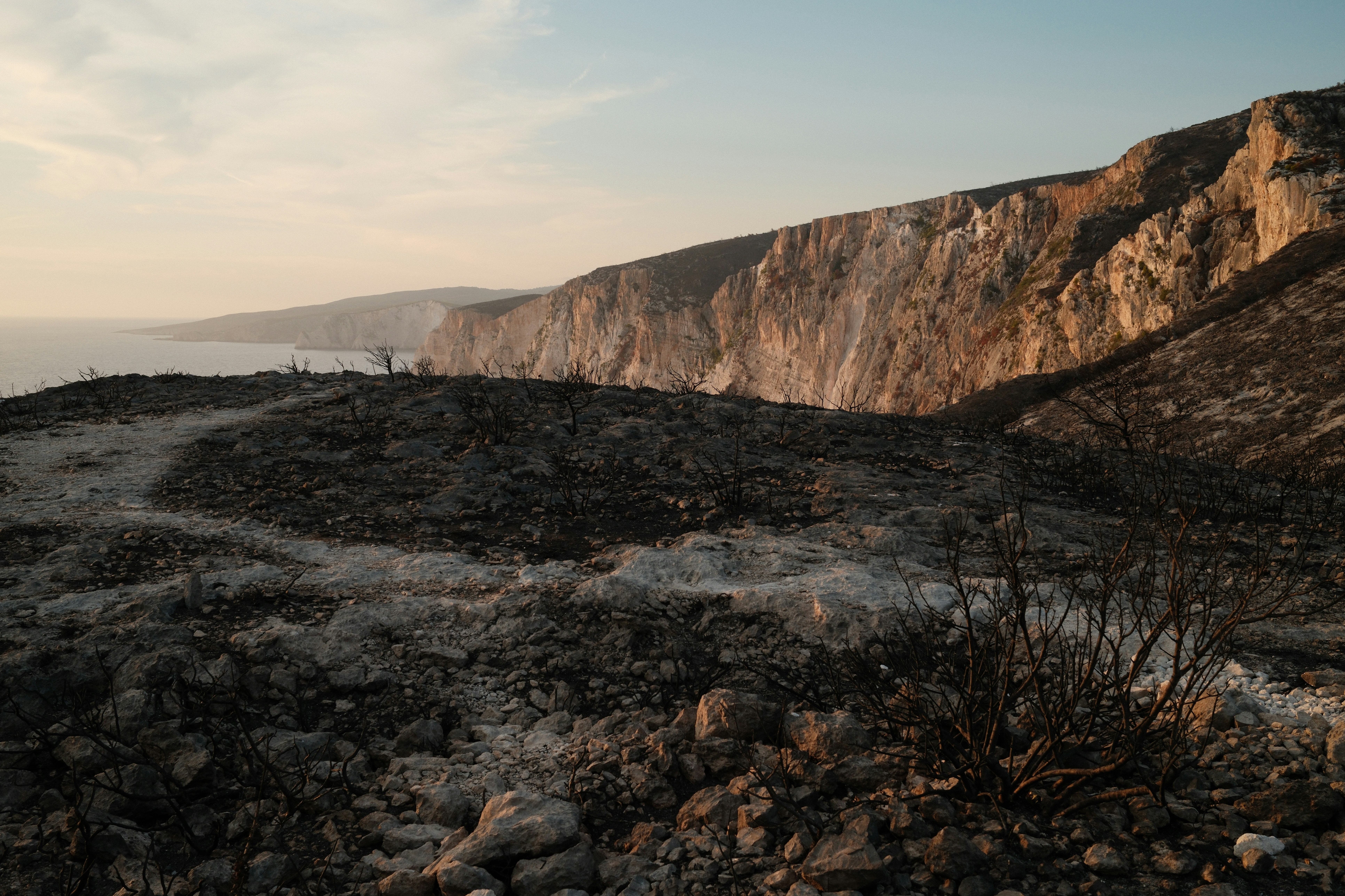 Echoes of Resilience: A Charred Landscape's Story