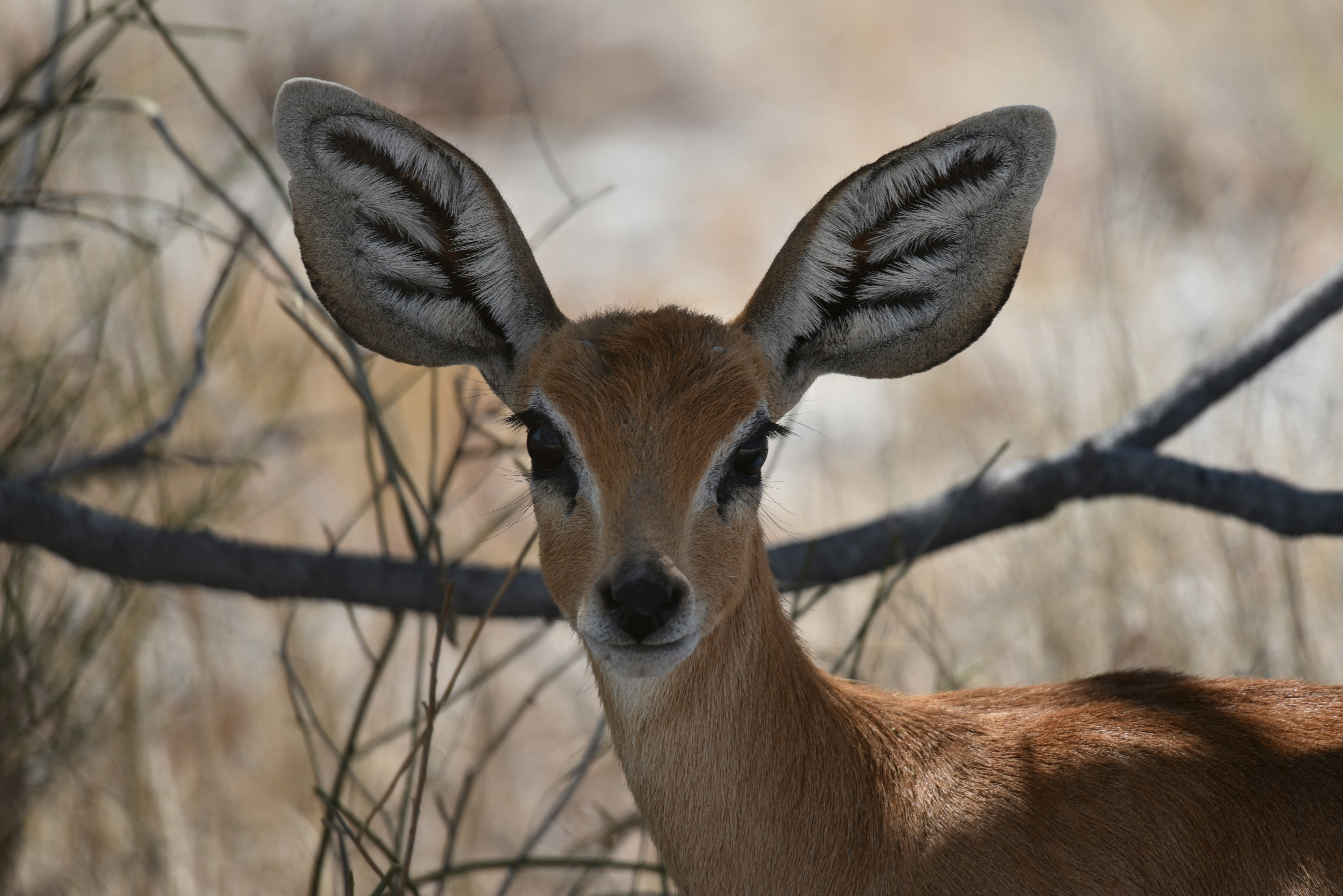 Whispers of the Wild: A Young Antelope's Gaze