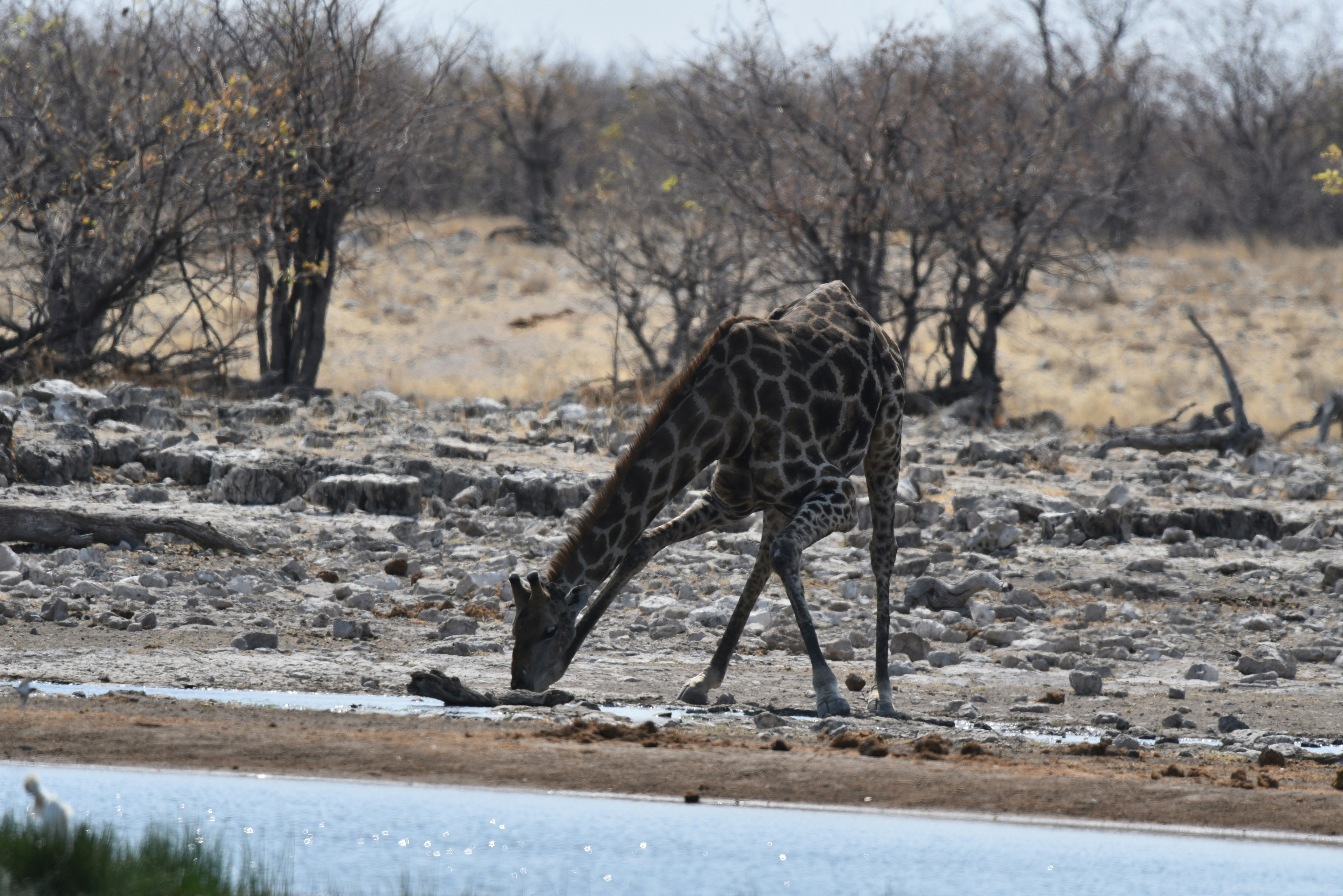 Drinking with care! | Giraffe drinking water from a watering hole.
