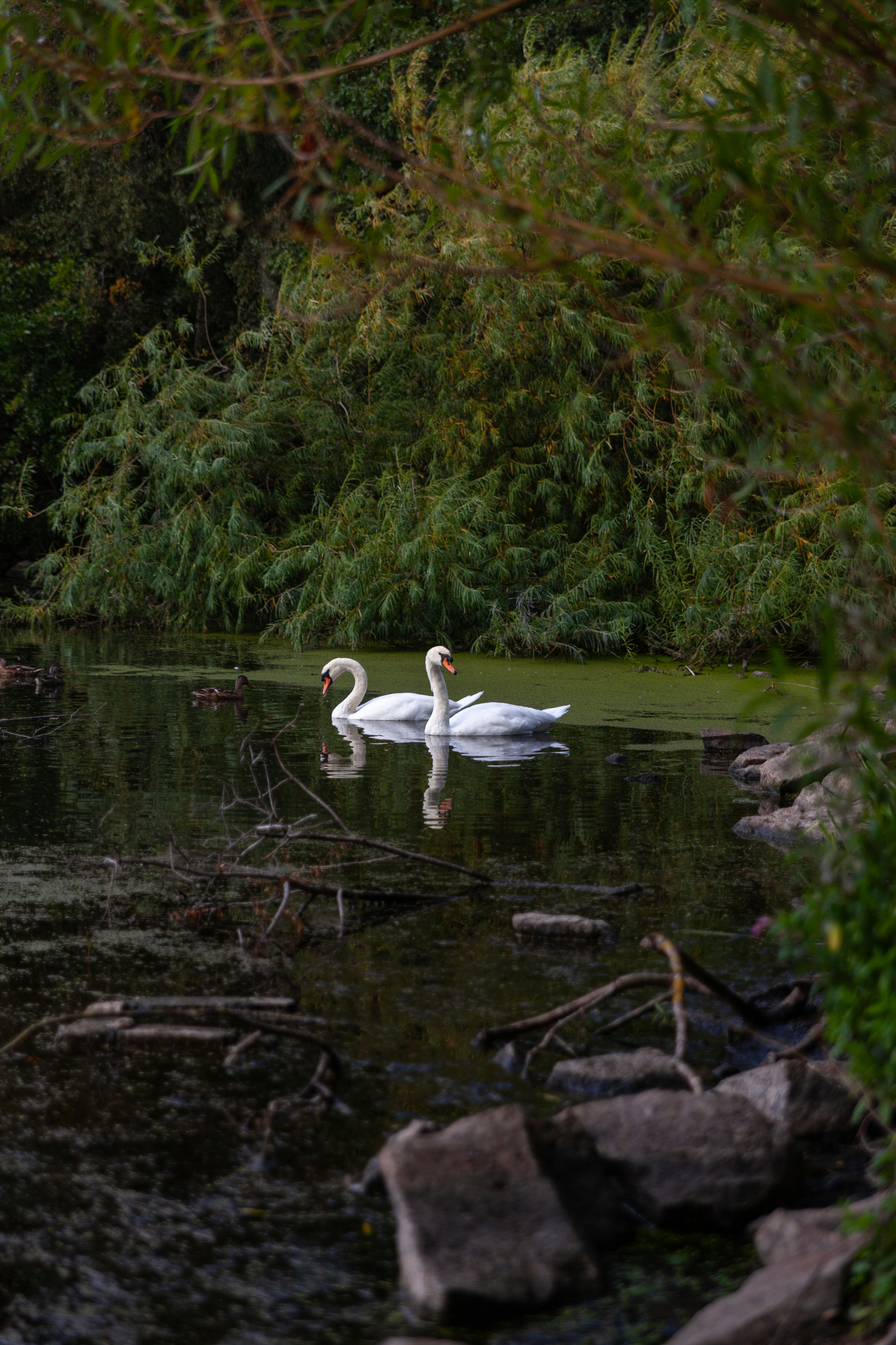 Serenity on the Water's Edge