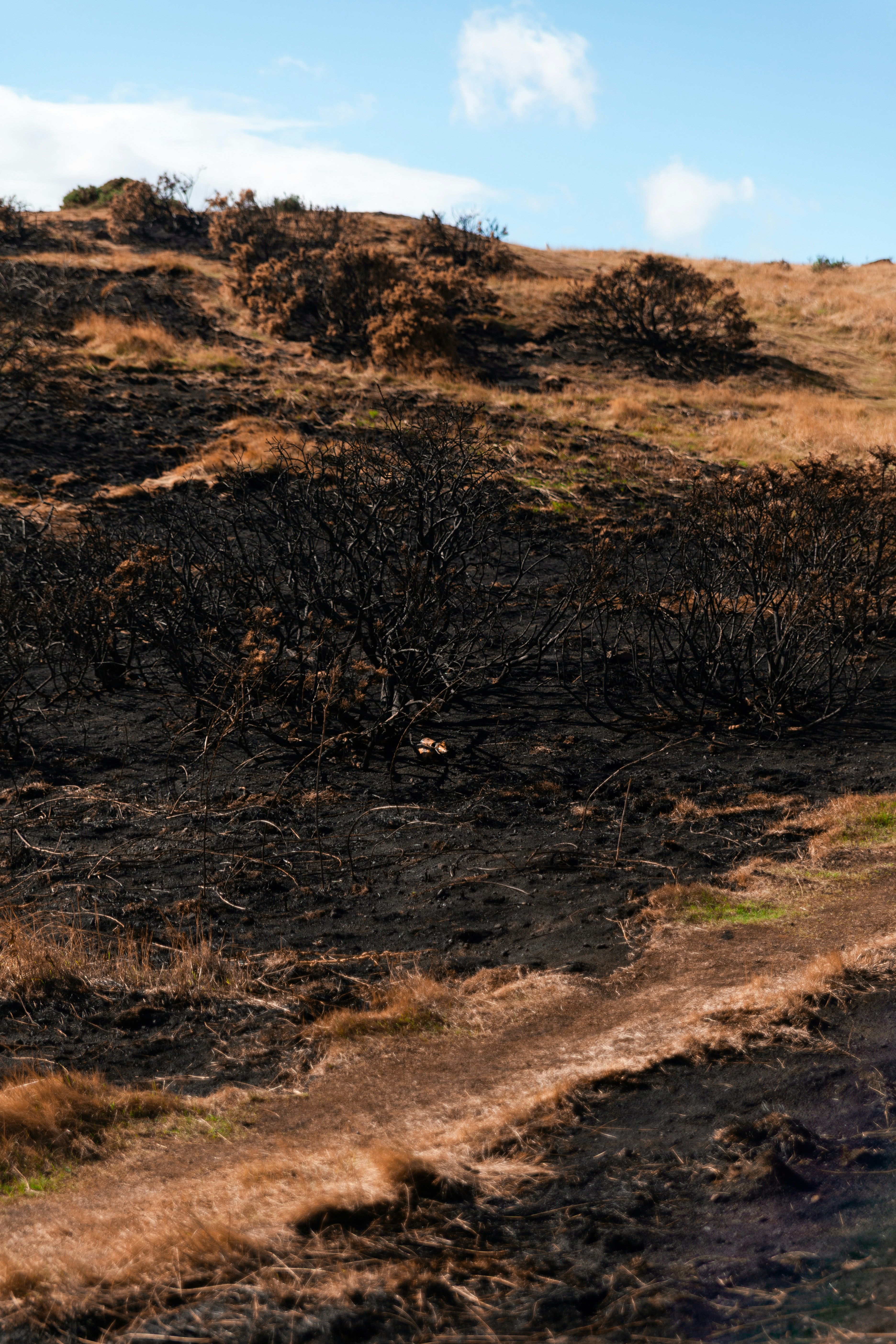 Ash-touched Crest: A Dry Hillside Under a Blue Sky