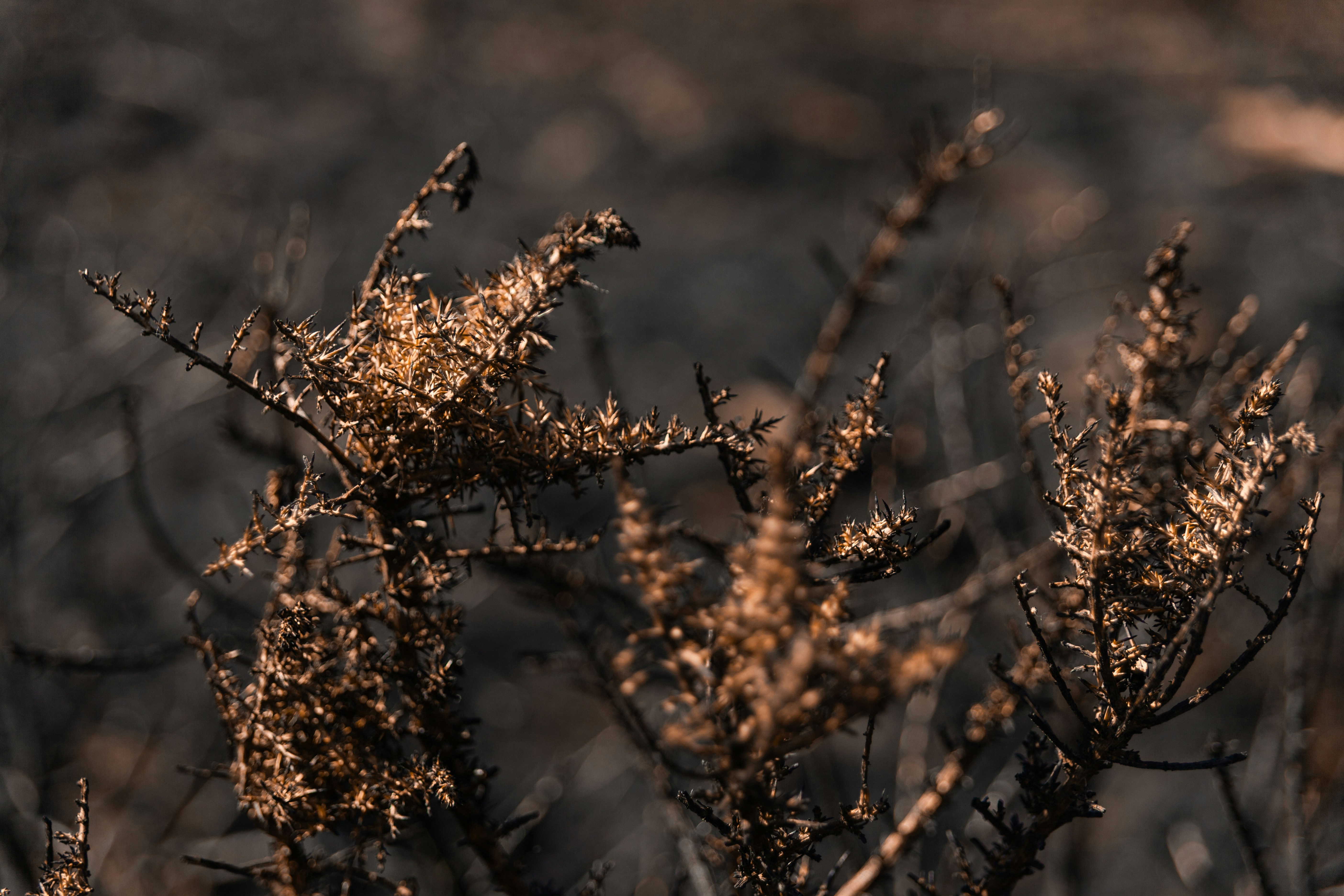 Dry, brittle desert plant with muted colors.