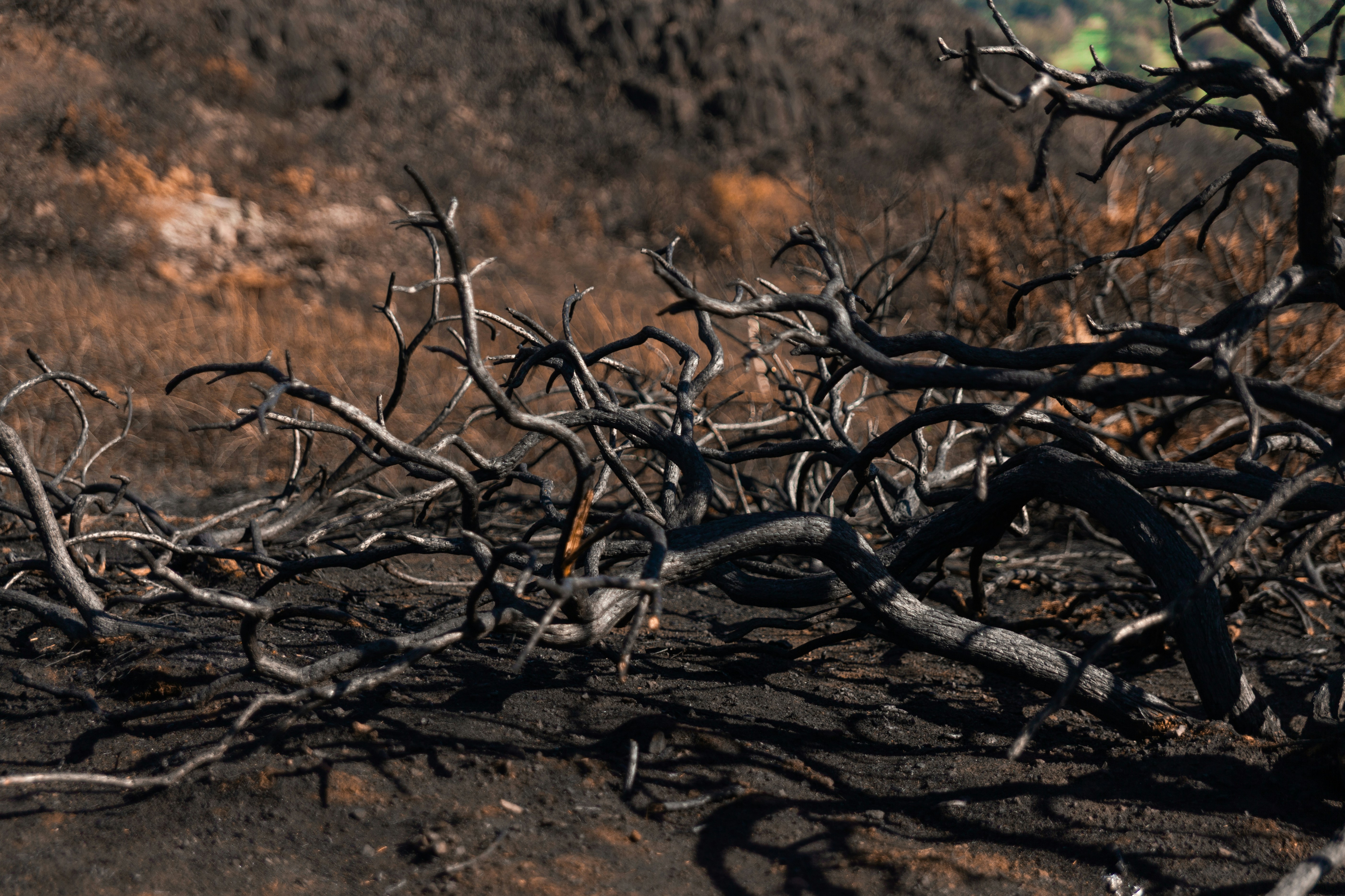 Desolate Charred Tangle: Branches Fray Across Ash-Smeared Ground