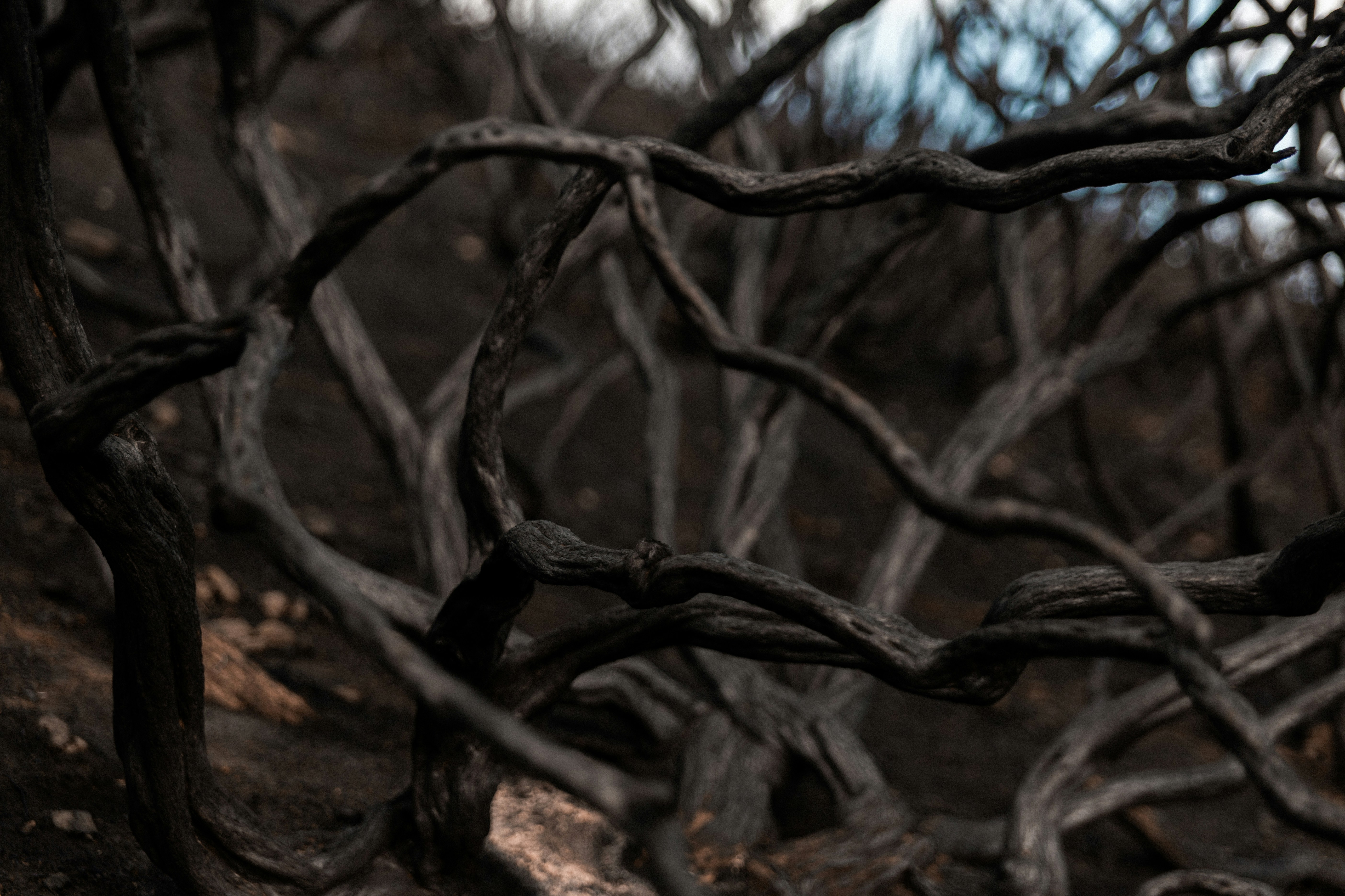 Knotted Silence: Dark Corridor of Charred Branches