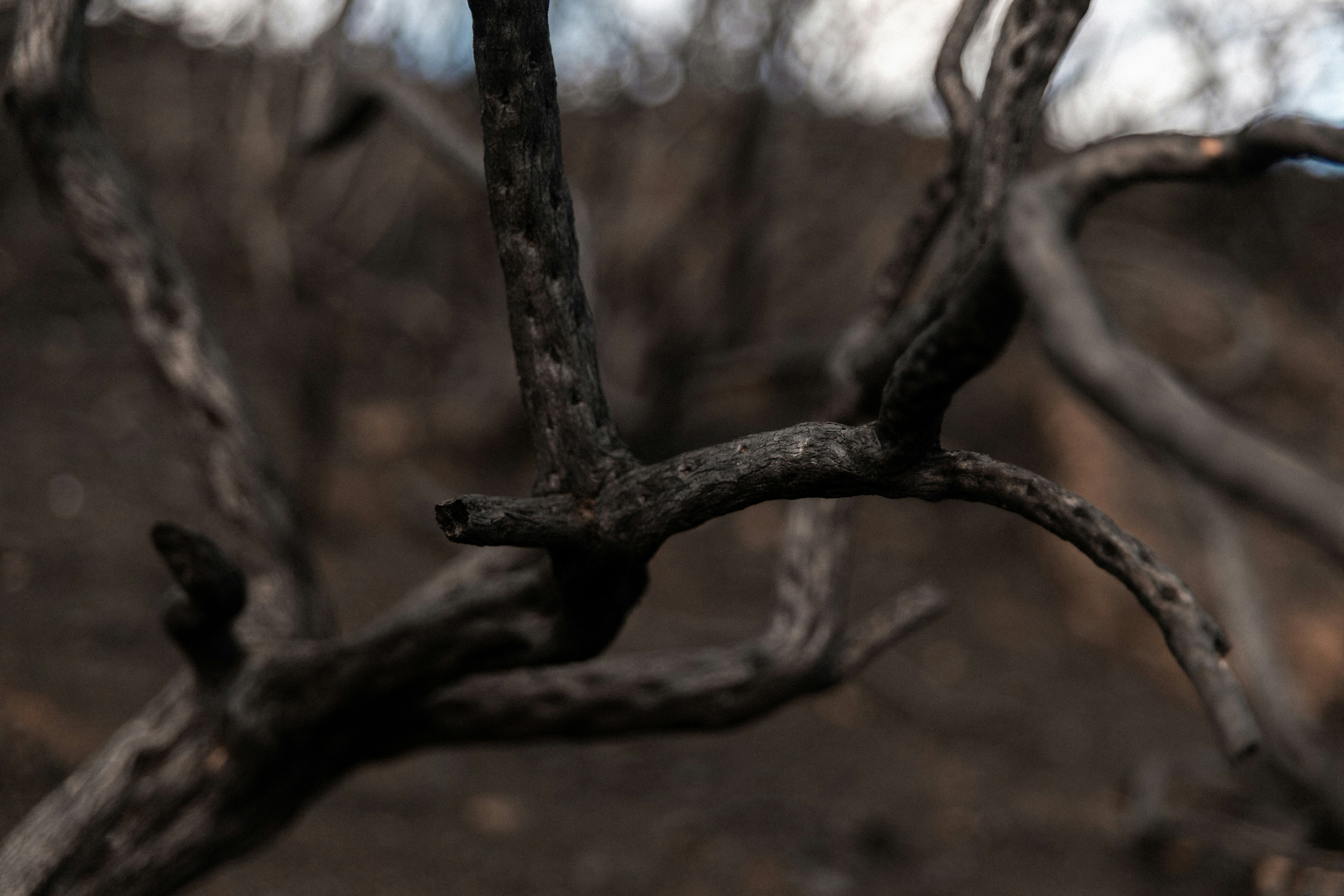 Charred branches intertwine against a darkened landscape, symbolizing the aftermath of a wildfire. The stark contrast highlights the resilience of nature.