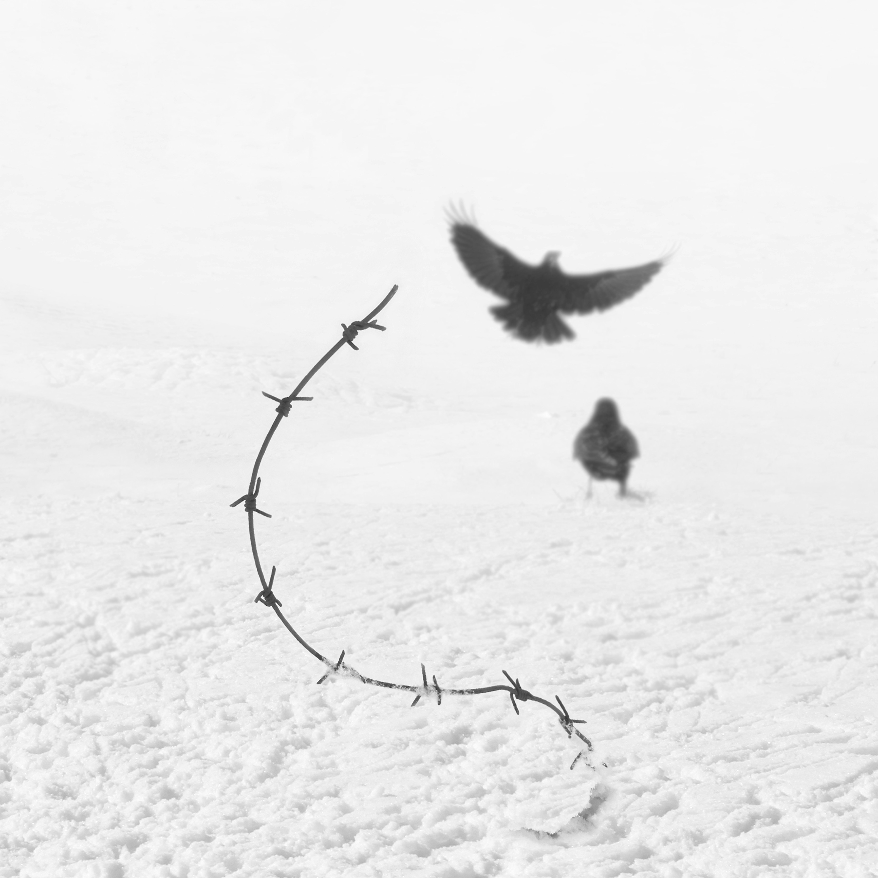 Silent Flight Amidst the Frost