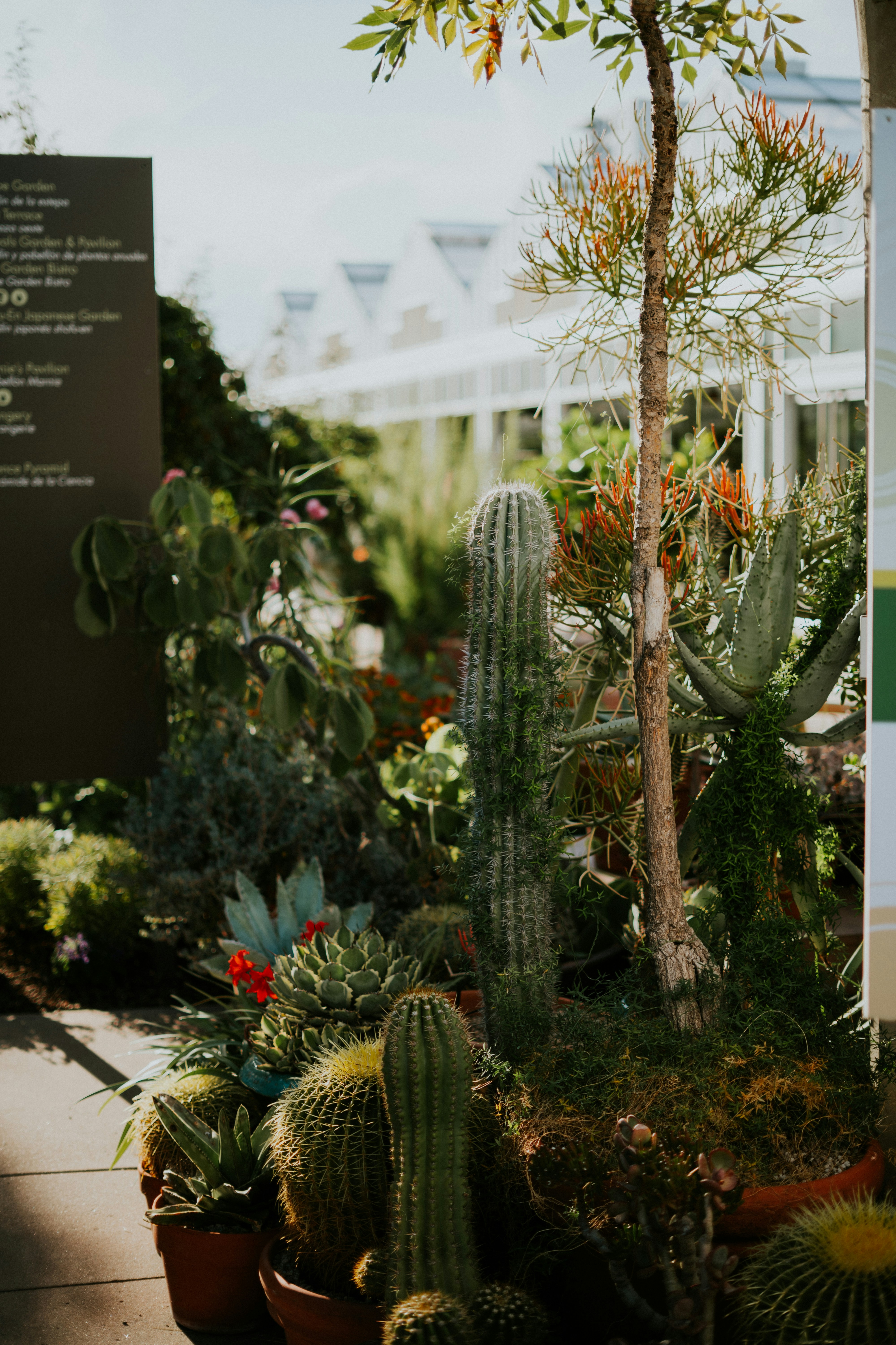 Desert Oasis: A Symphony of Succulents