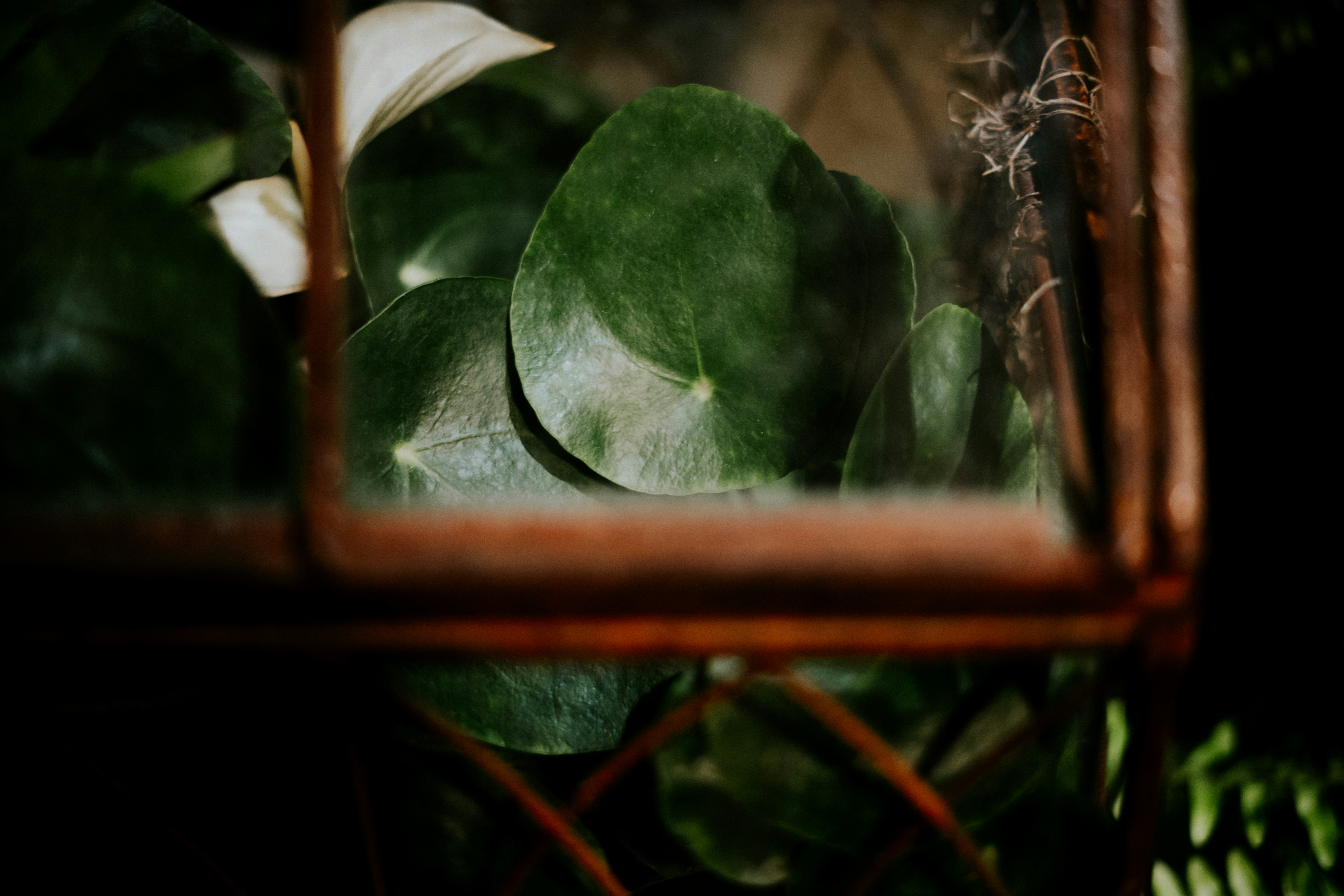 Green leaves inside a glass container