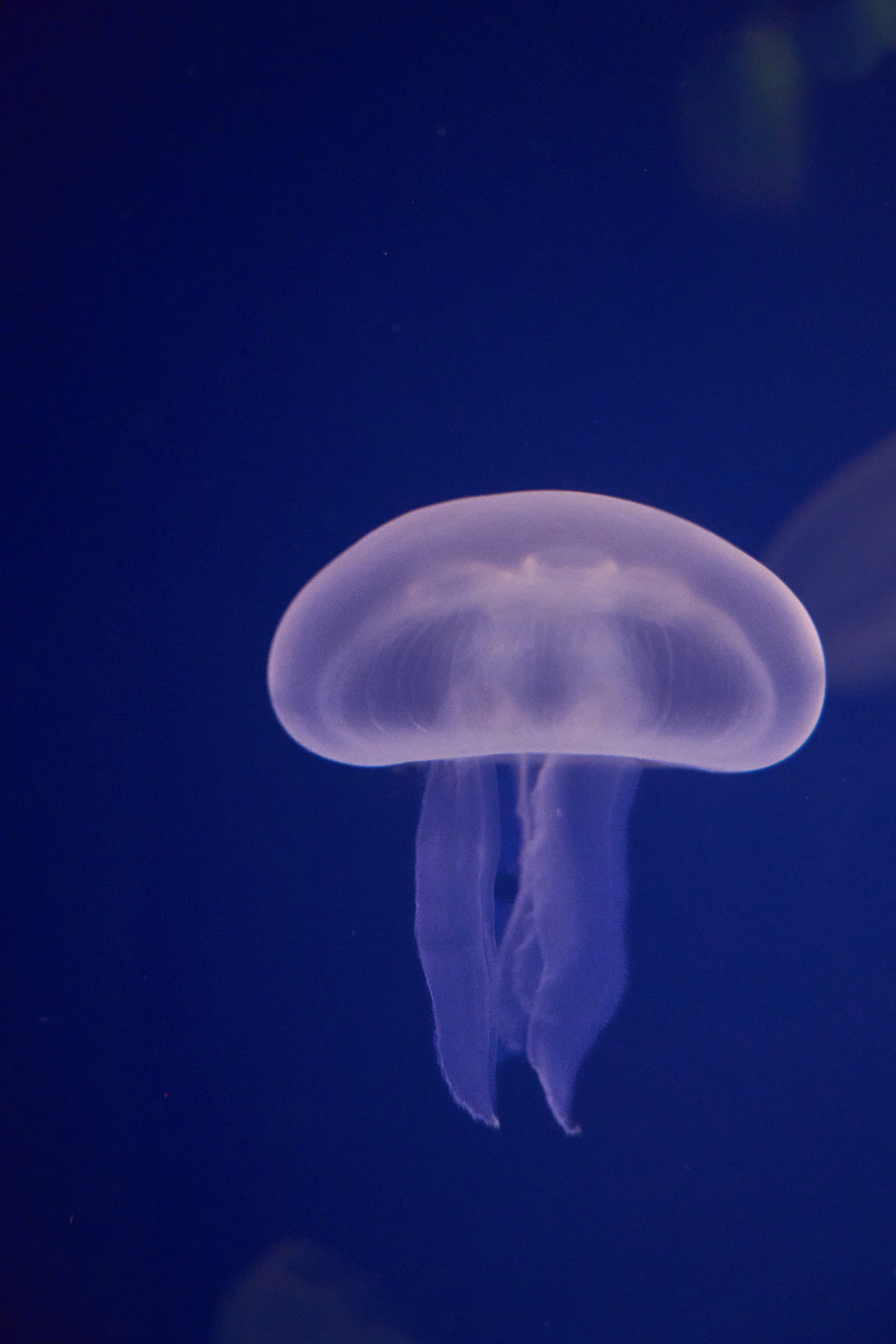 A translucent jellyfish floats in dark blue water.