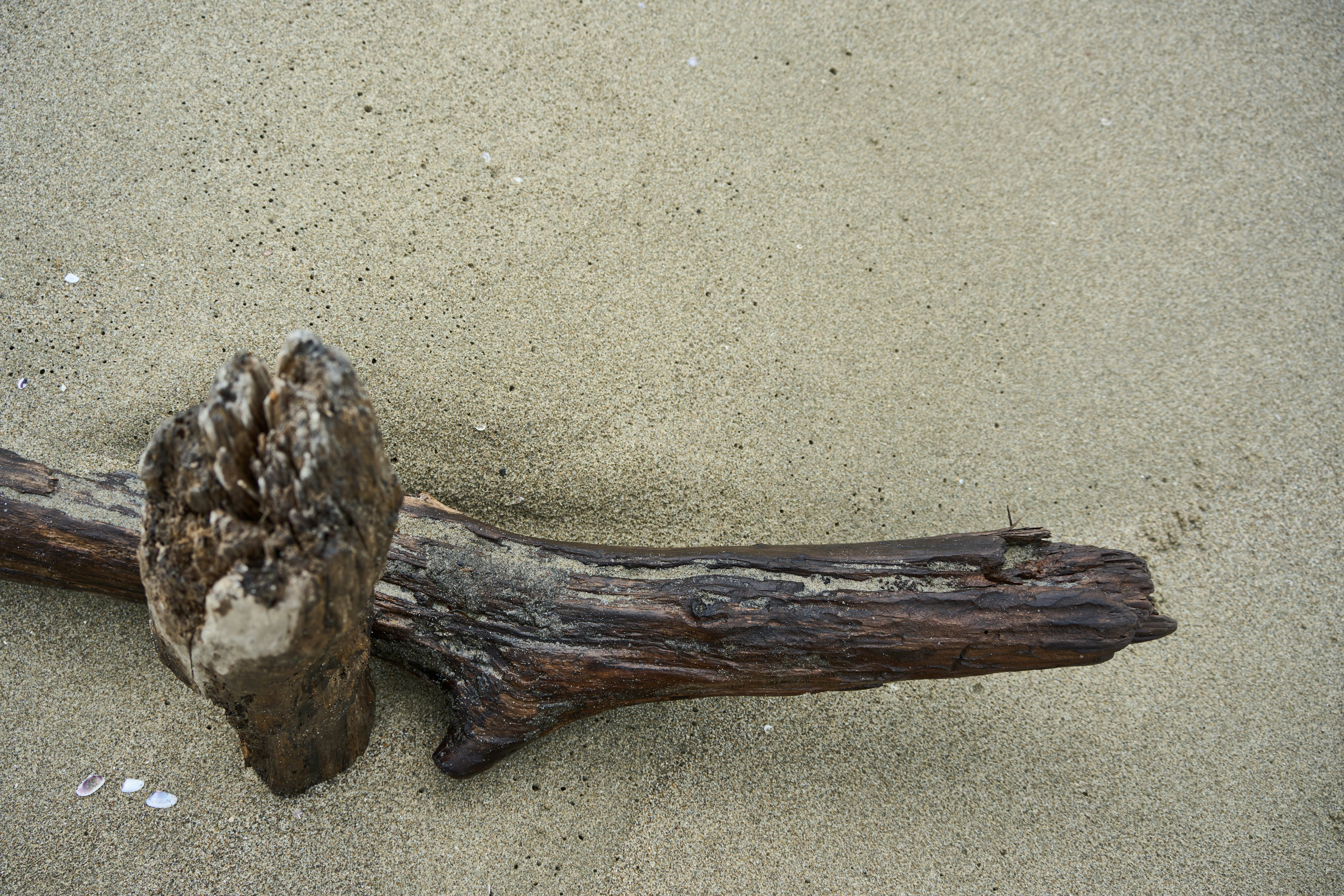 Weathered driftwood rests on a sandy beach.