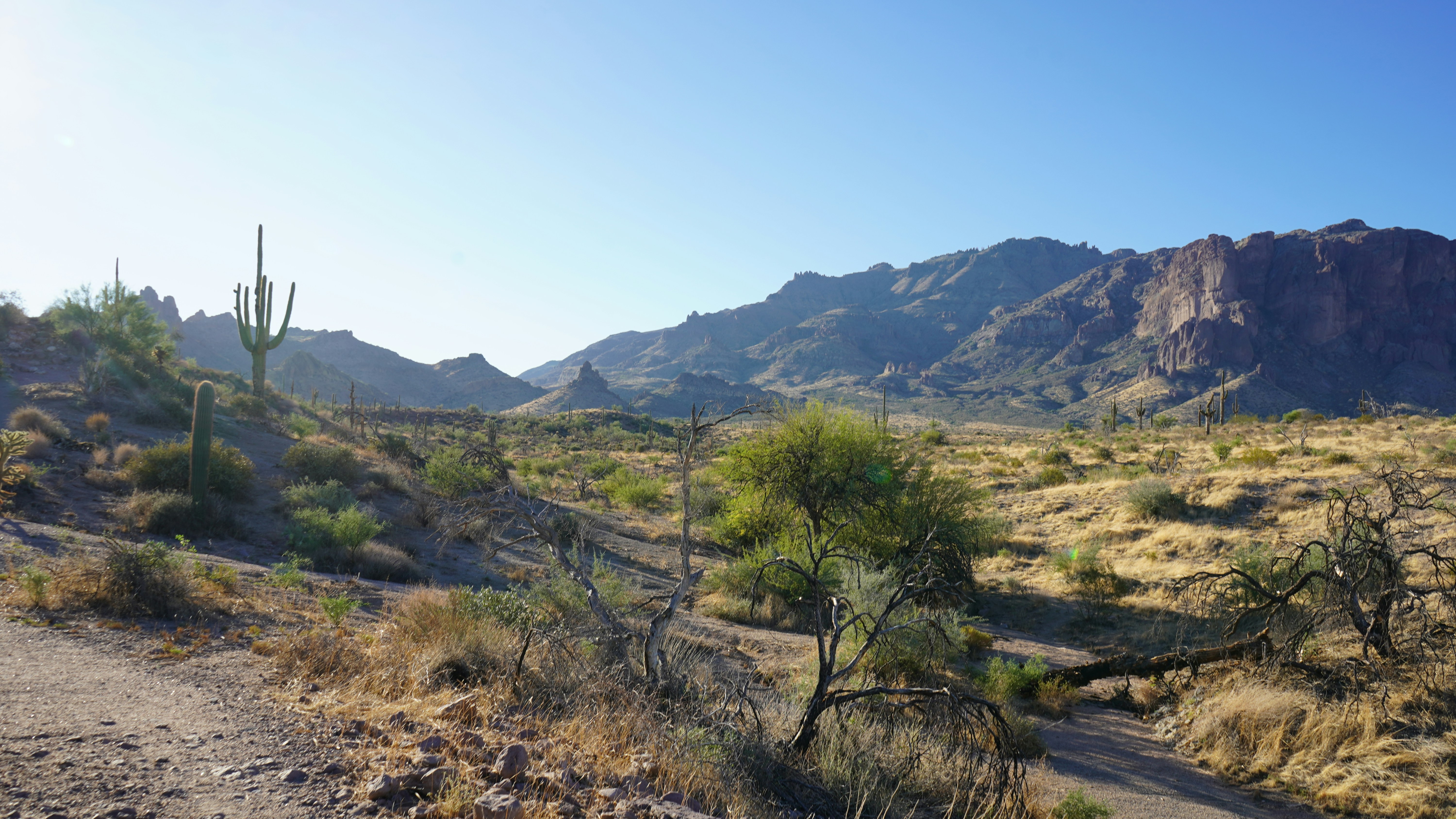 Desert landscape with saguaro cacti and mountains