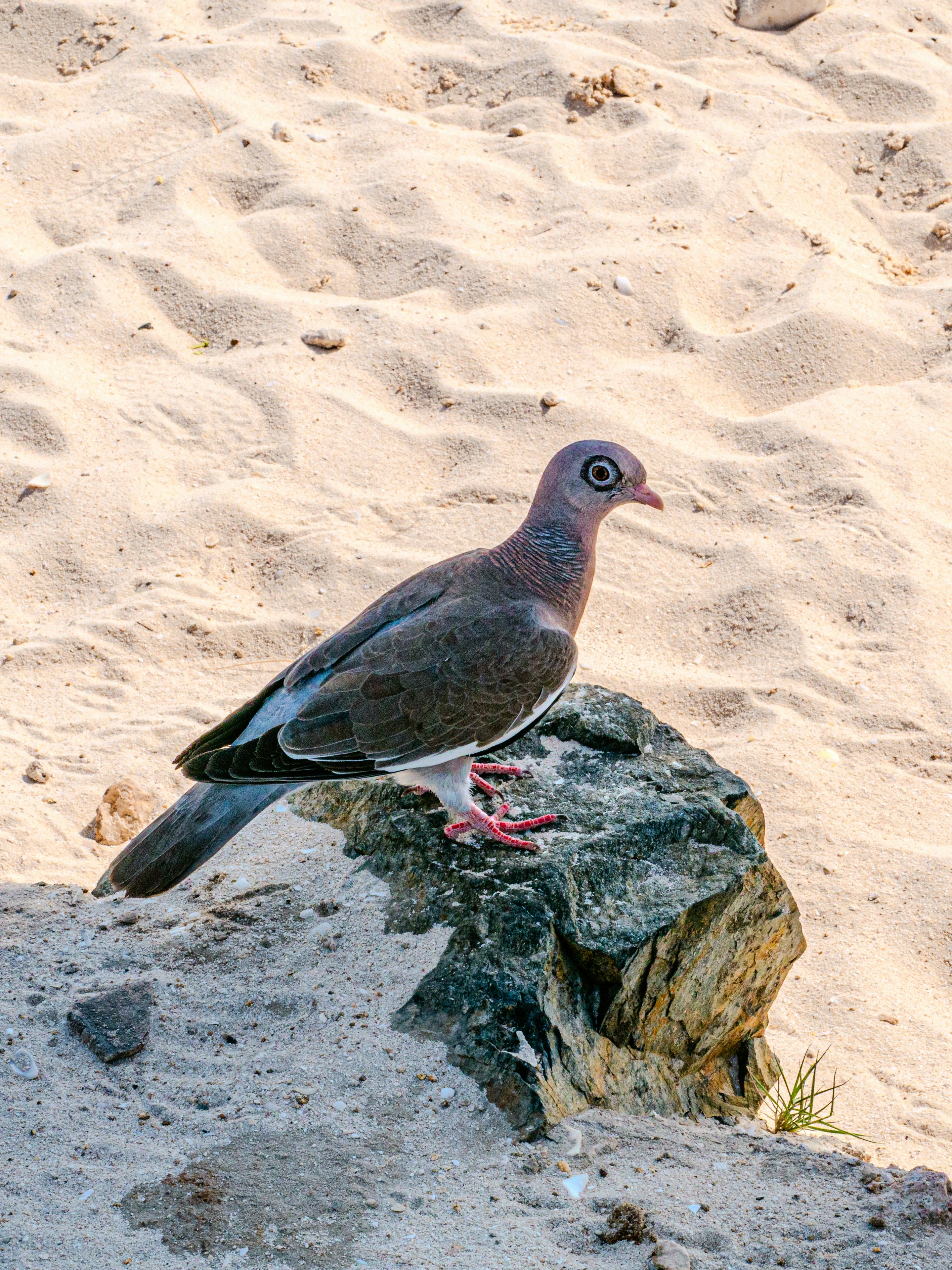 A dove species with a black eye marking sitting on a rock on a beach | A dove perched on a rock on a sandy beach.