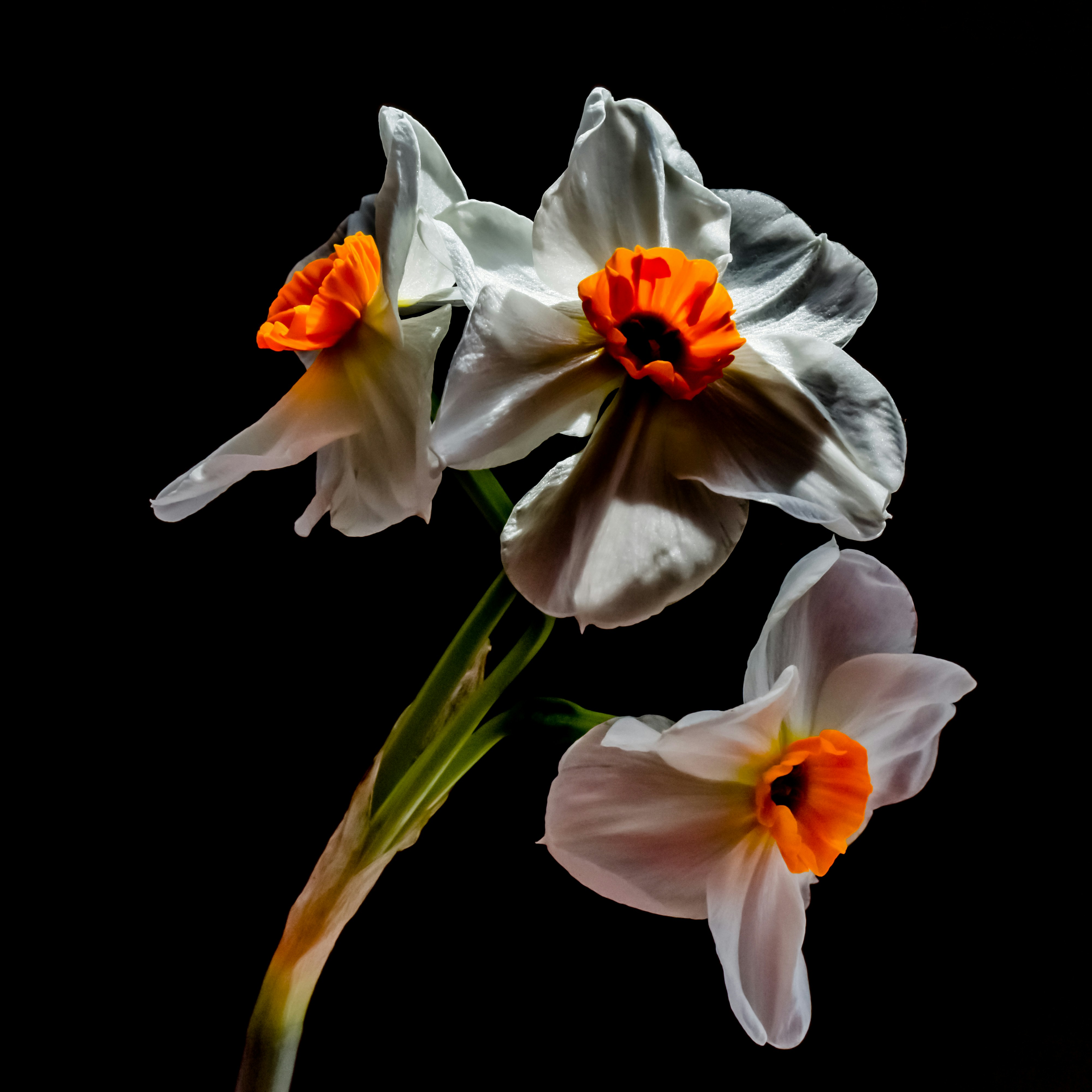 Nocturne in White and Orange: Trio of Daffodils Against Velvet Night