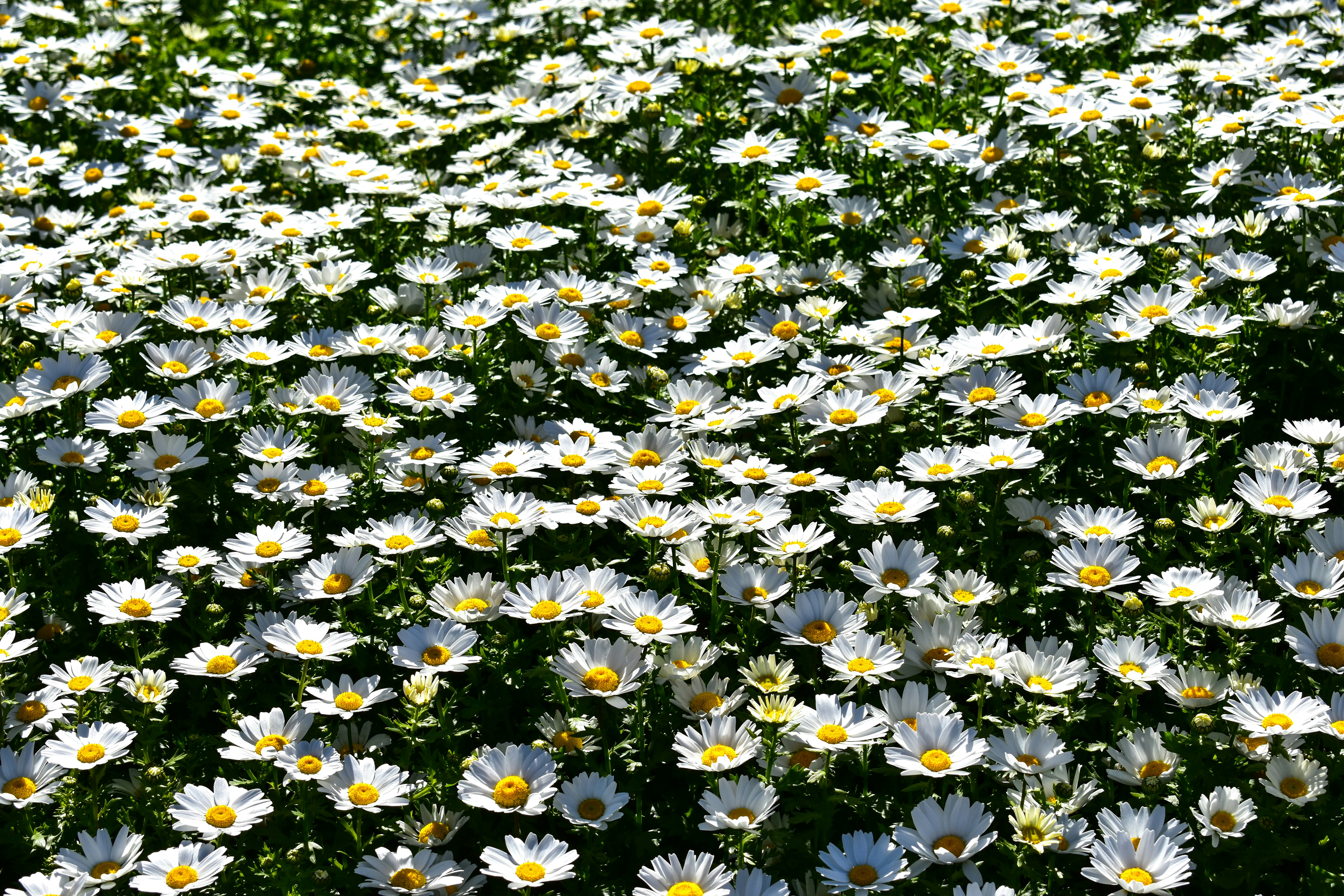 A Symphony of Daisies in Full Bloom