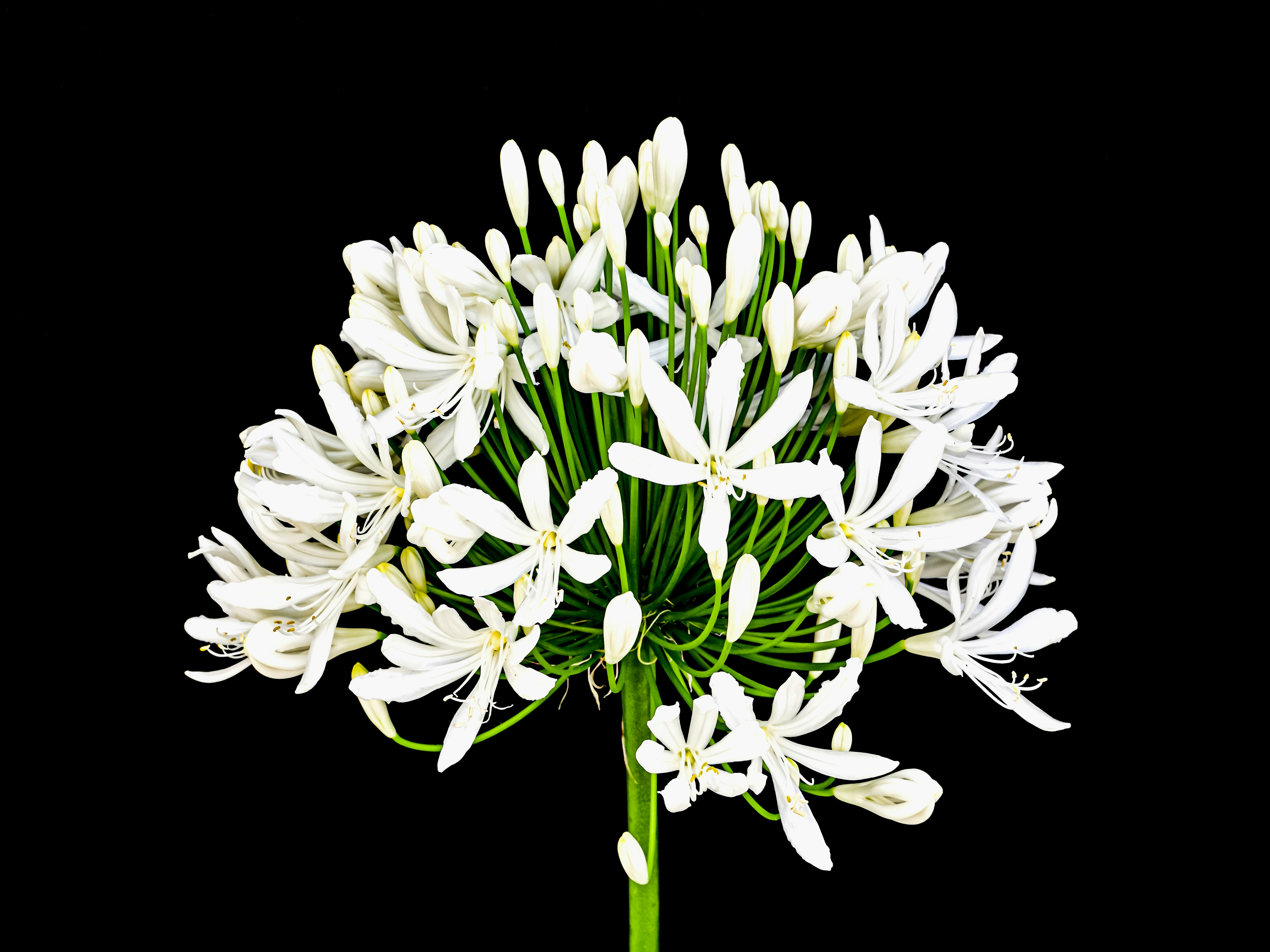 Quiet Symmetry: White Allium Bouquet on Midnight Canvas
