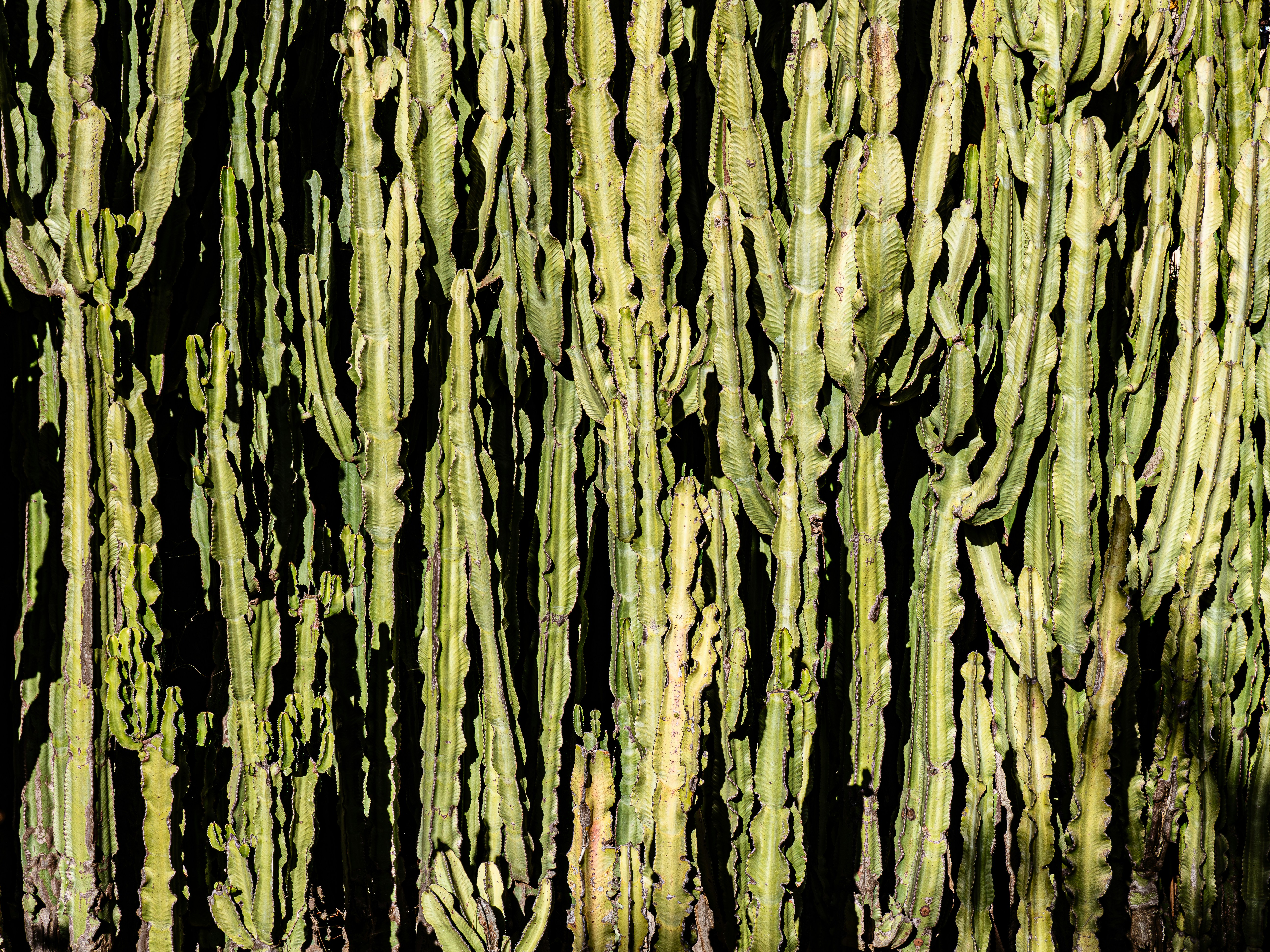 Vertical Symphony of Nature's Green