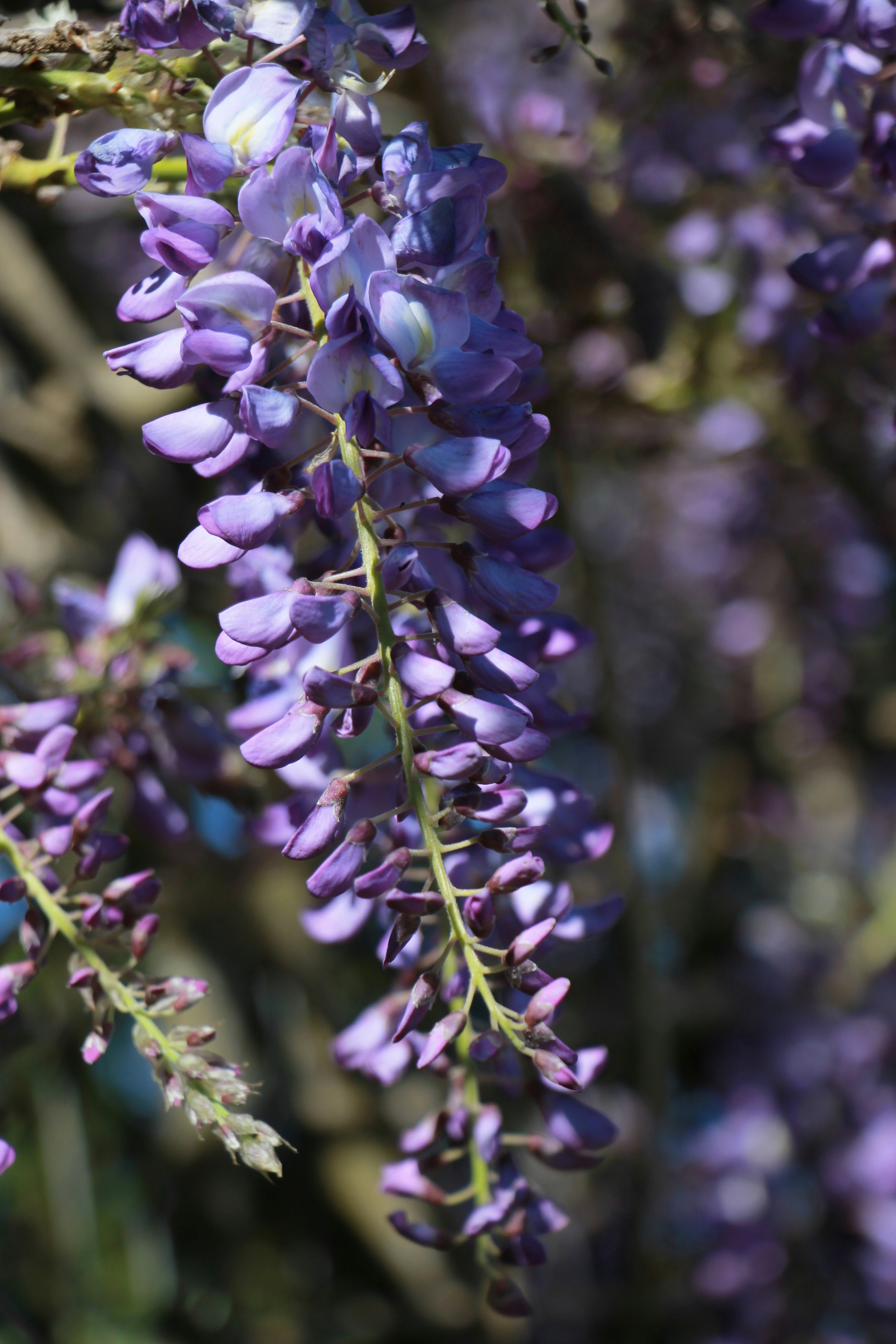 Wisteria | Purple wisteria flowers hanging from a branch