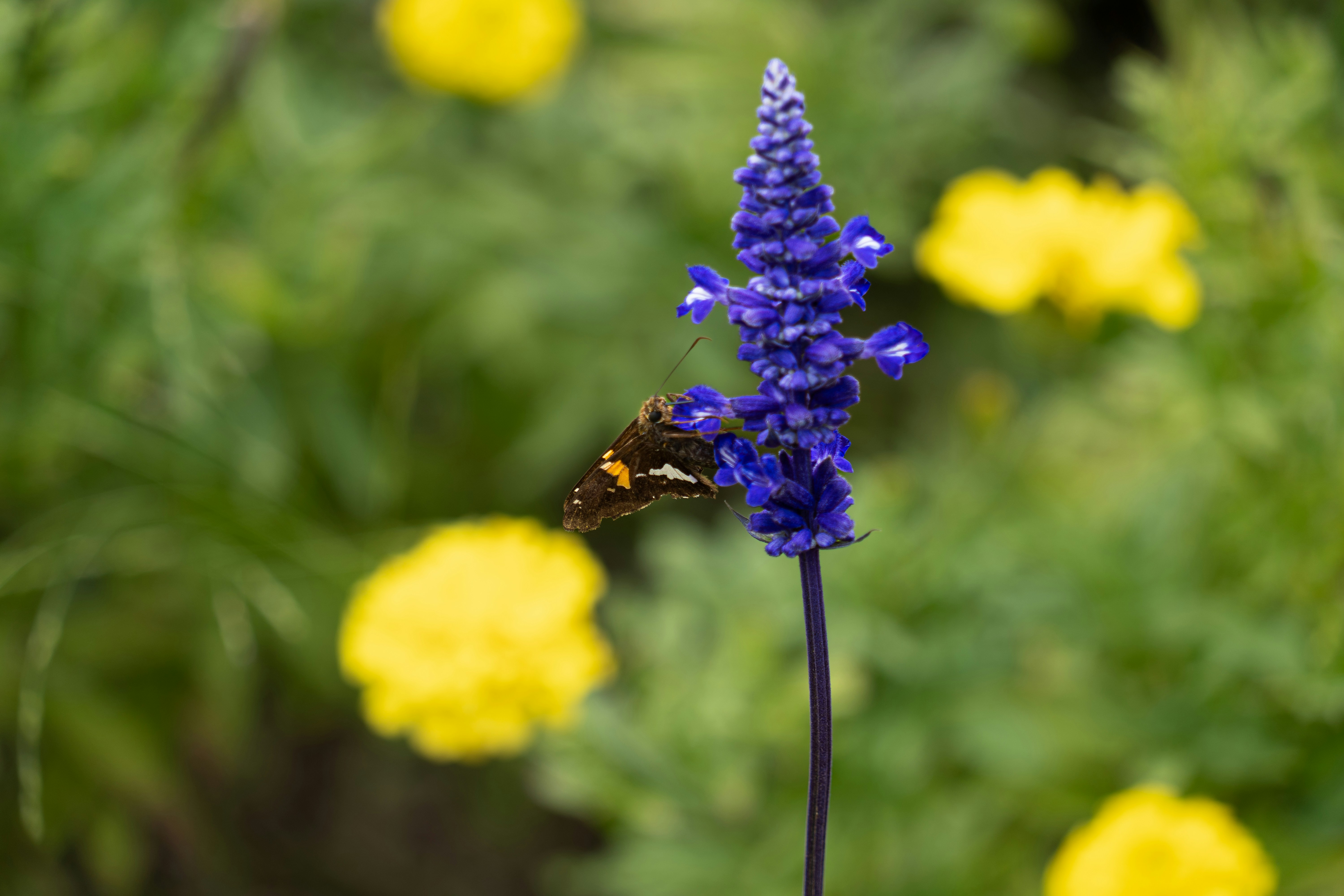 Whispers of Nature: A Butterfly's Embrace