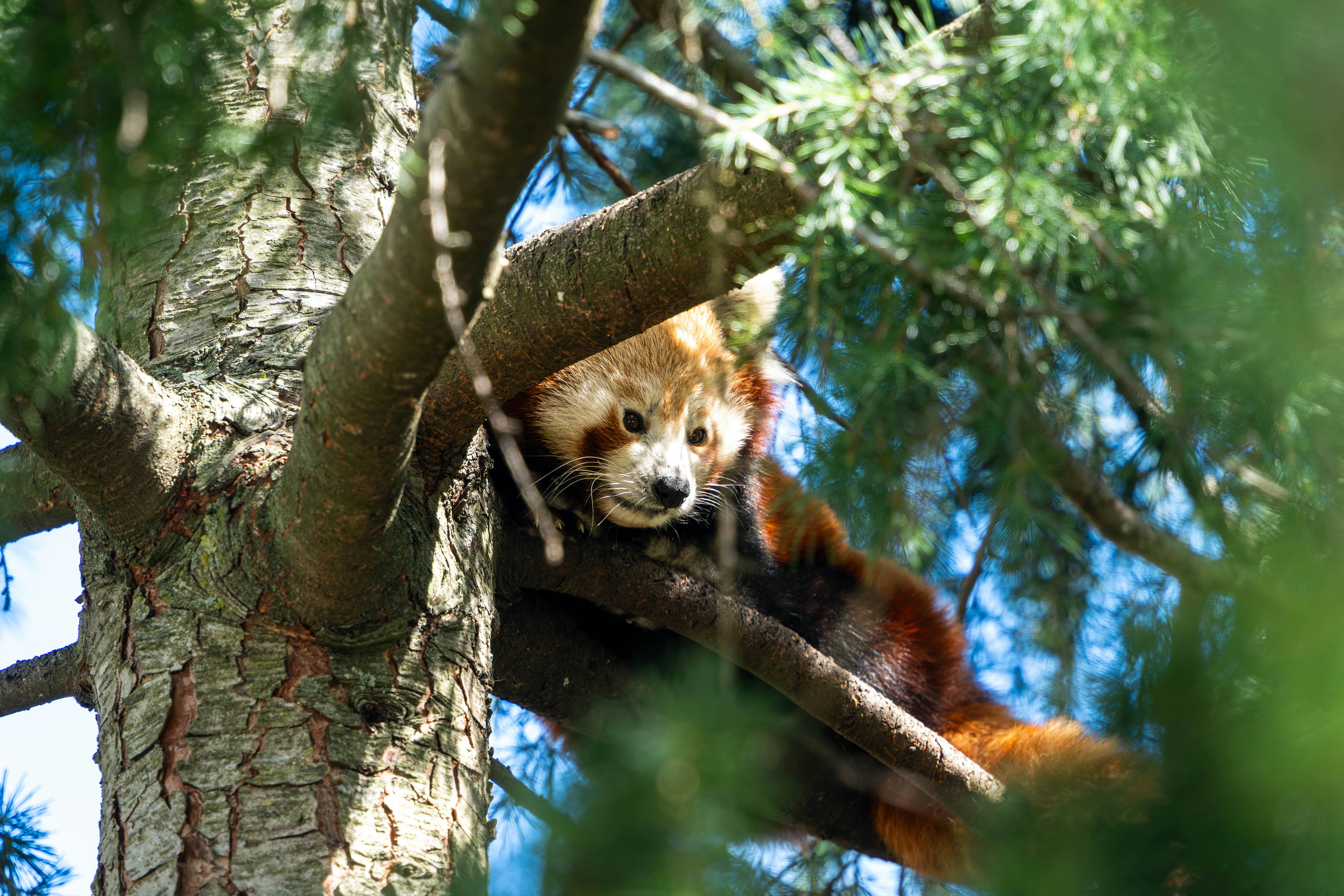 Treetop Reverie: Red Panda at the Pine Canopy