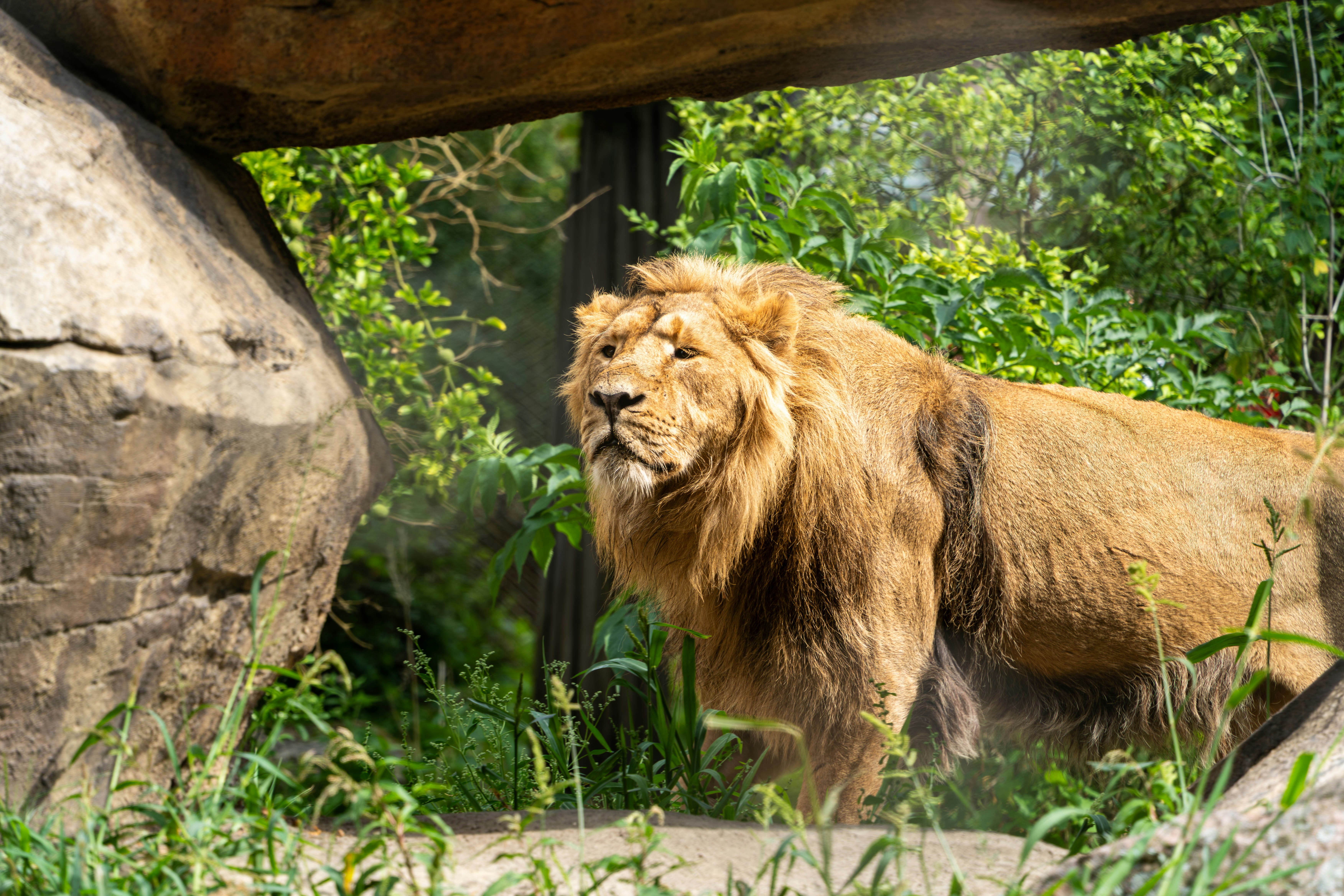Majestic Guardian of the Wild