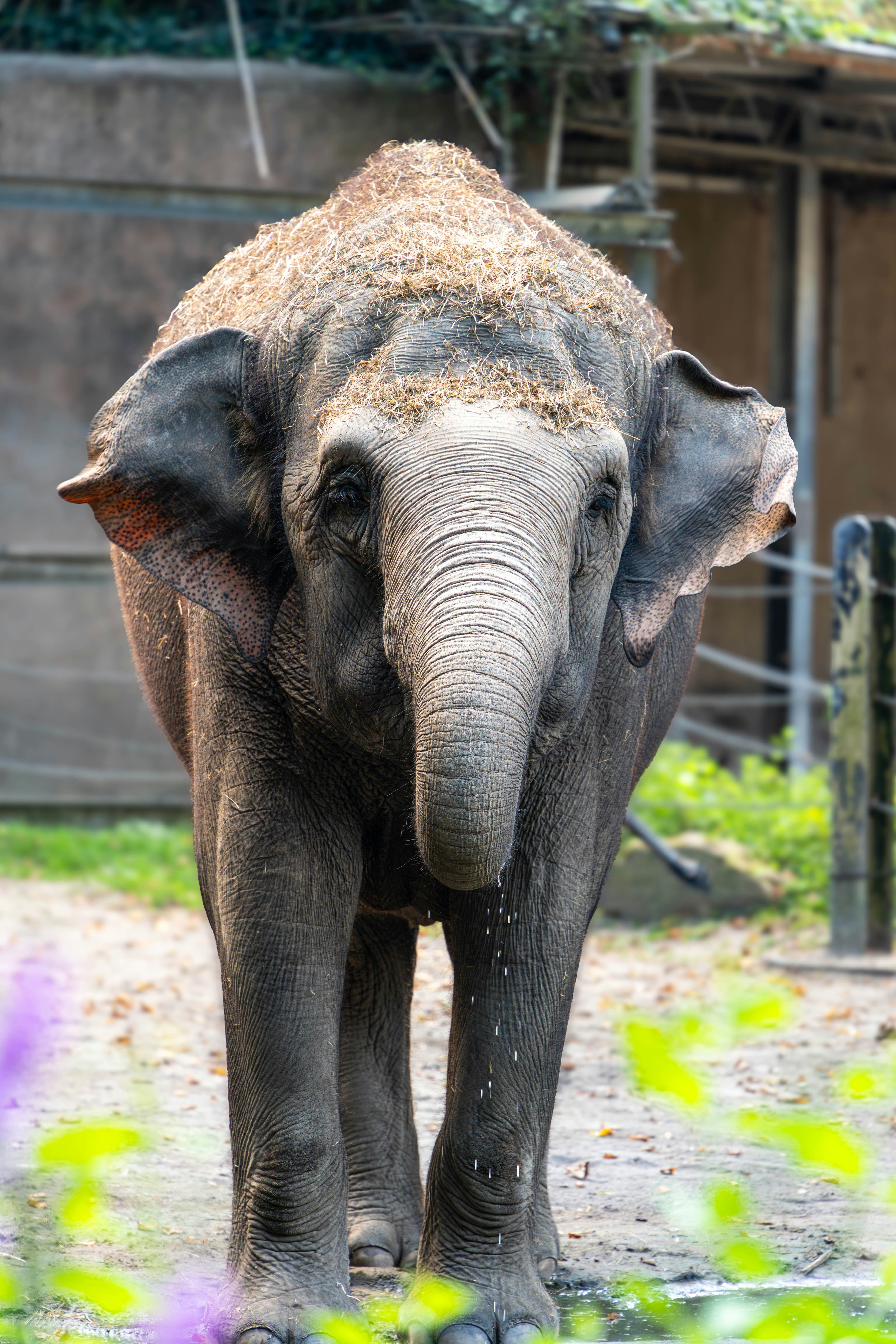 Asian elephant | An elephant stands facing forward in an outdoor enclosure.