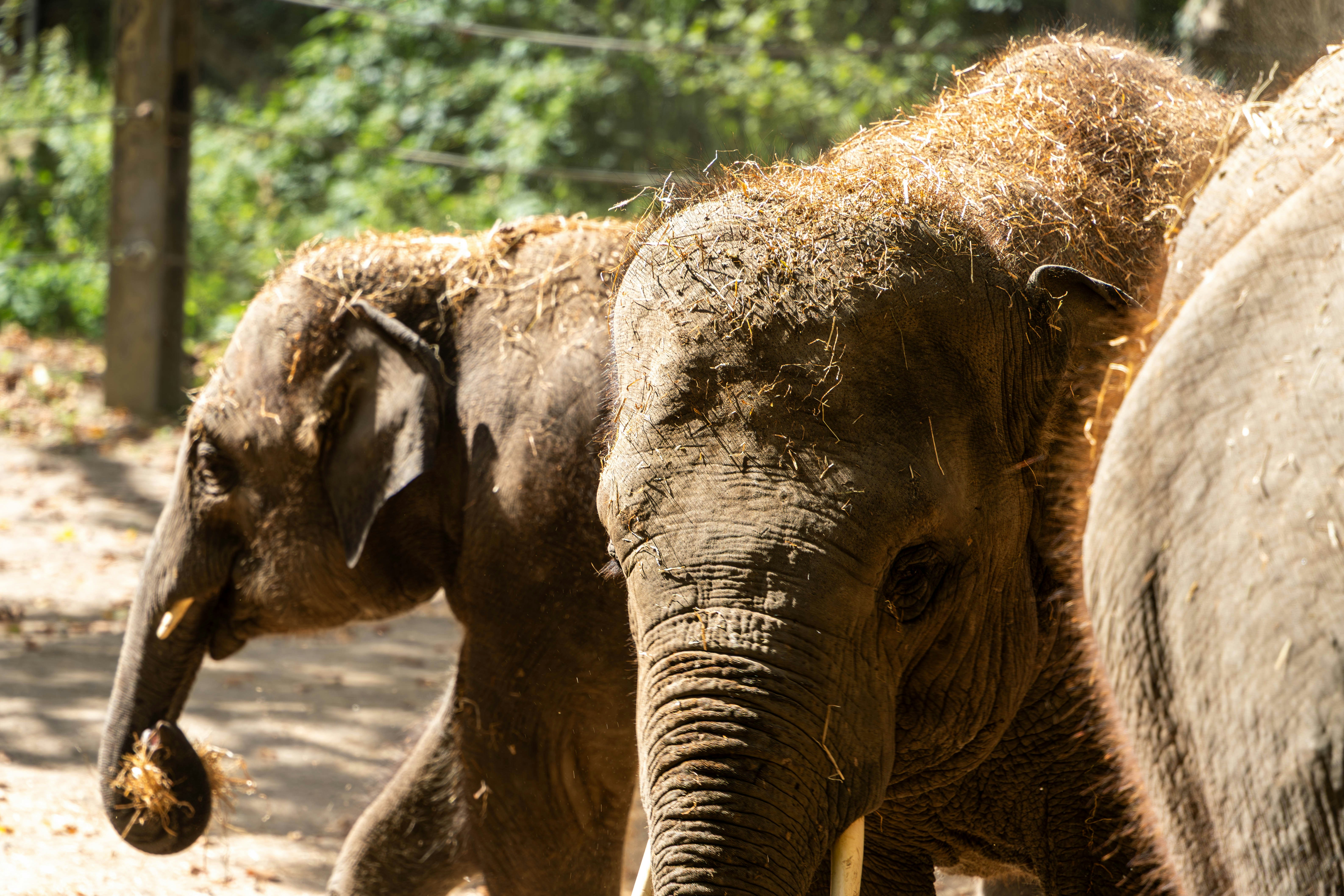 Gentle Giants in Sunlit Serenity