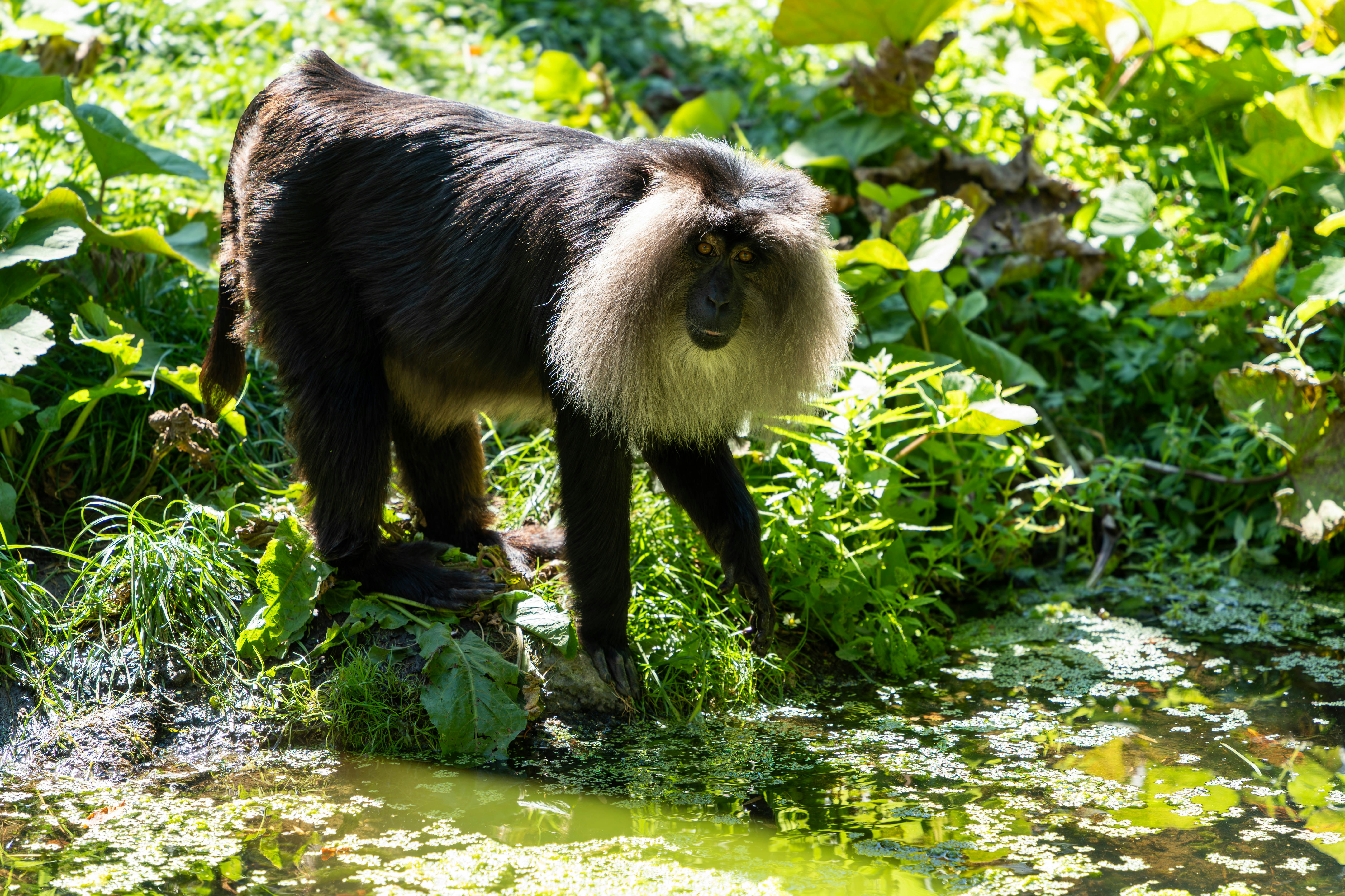 The Curious Observer: A Primate's Pause by the Water