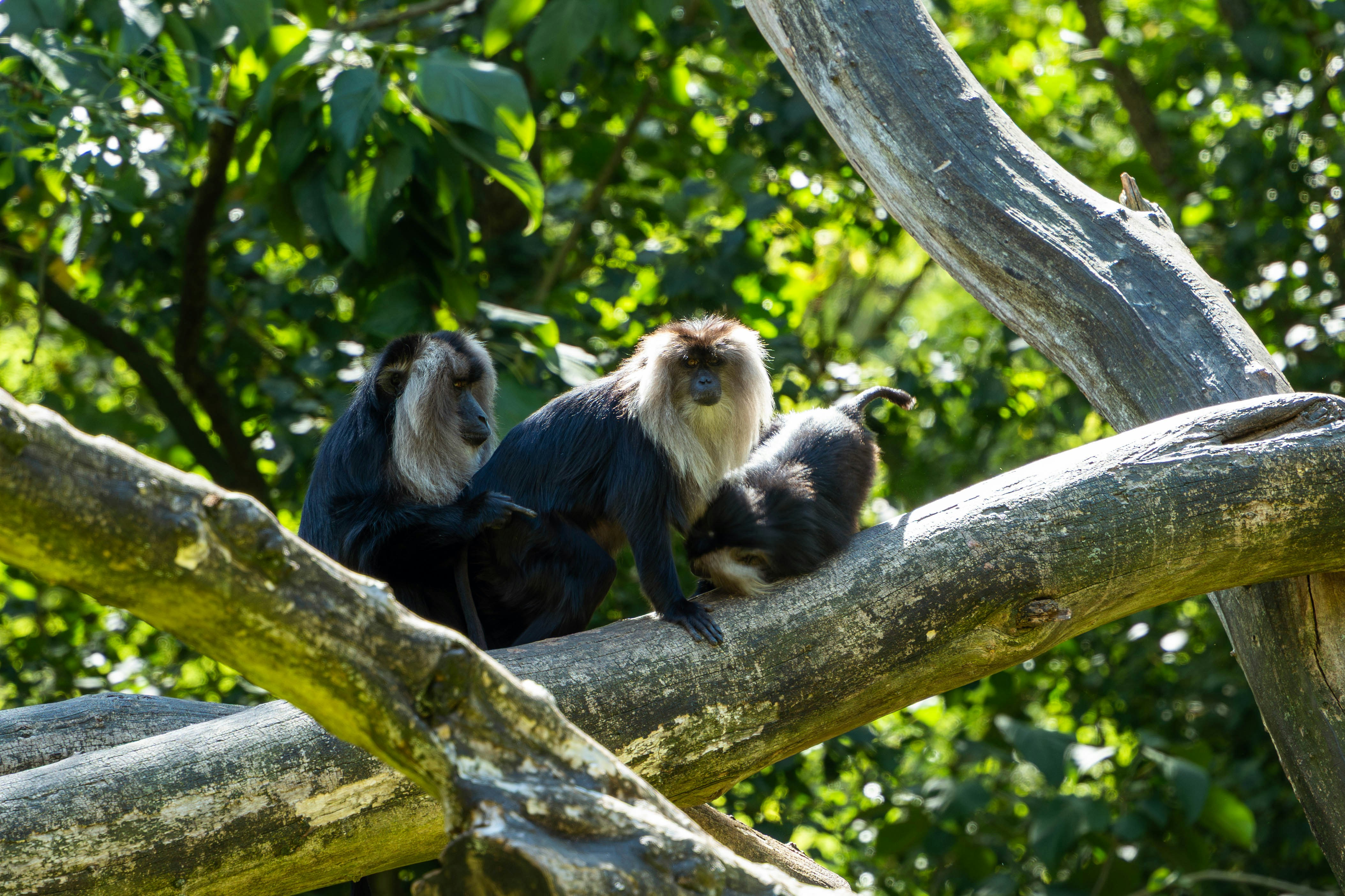 Three monkeys perched on a sunlit branch, surrounded by lush green foliage, showcasing their playful interaction.