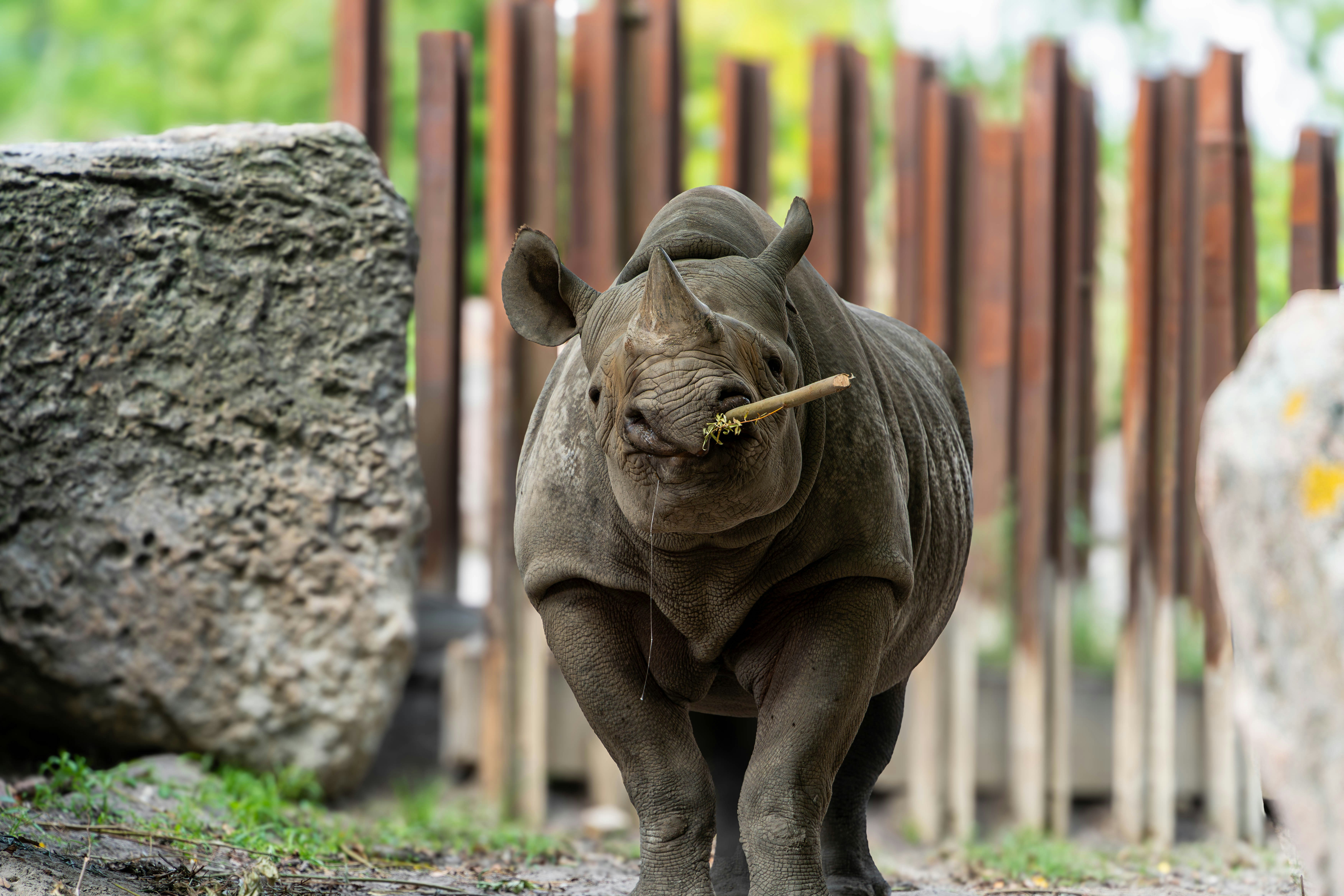 A young rhinoceros meanders through a natural habitat, playfully holding a stick in its mouth. The backdrop features rustic wooden posts and boulders, enhancing the serene atmosphere.