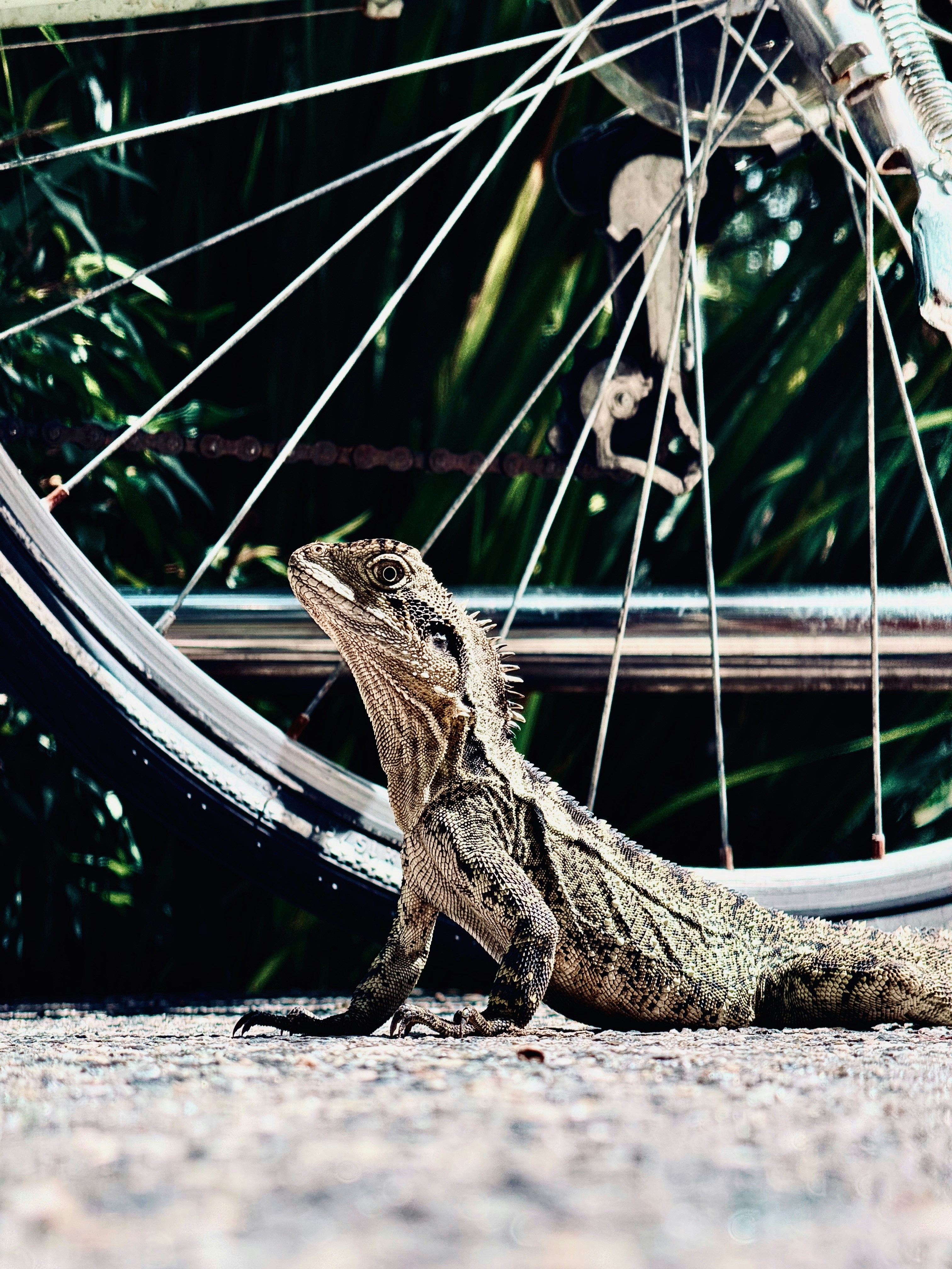 A Serpent of Scales Amidst the Wheels