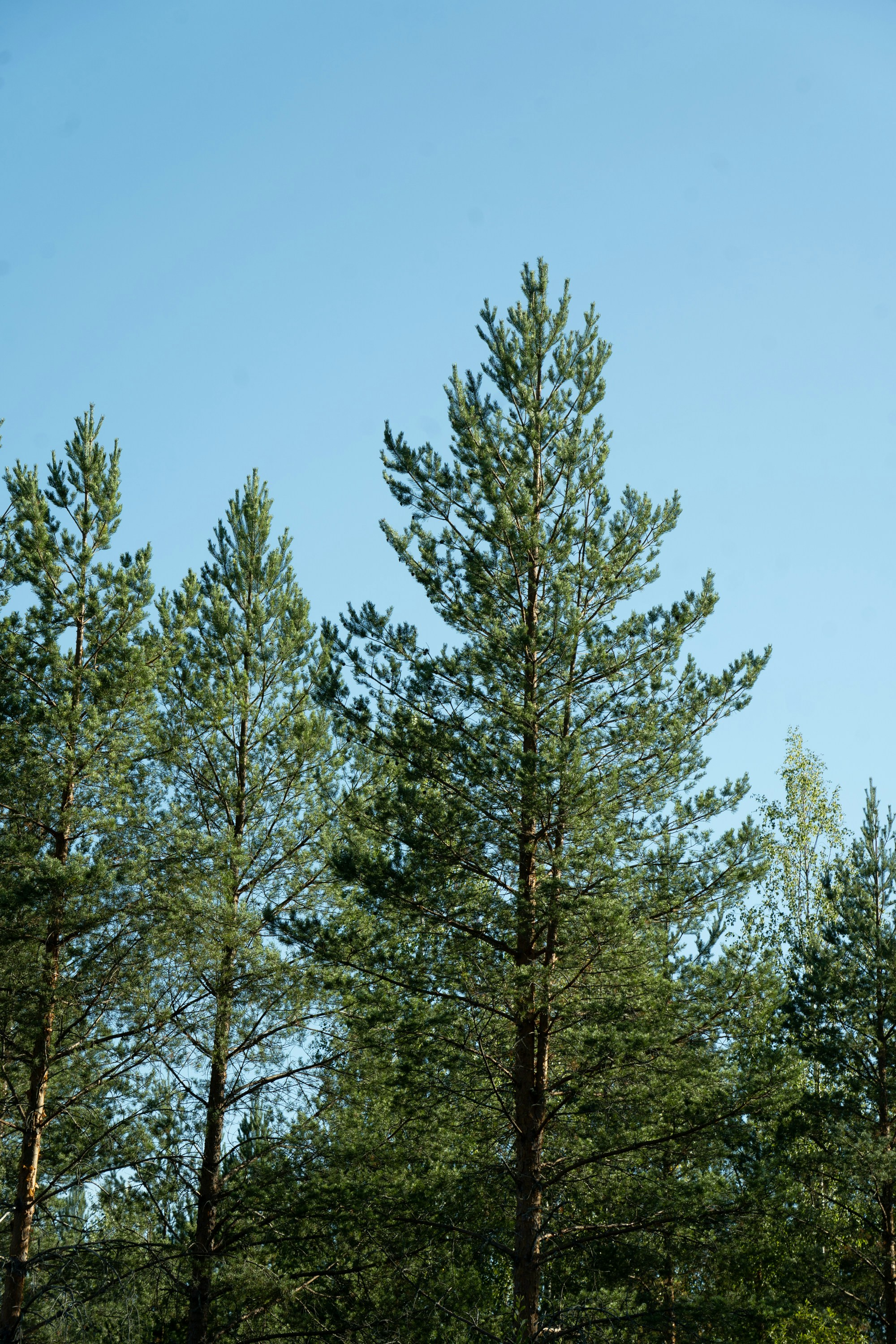 Tall pine trees reaching towards a clear blue sky, creating a serene and tranquil forest atmosphere.