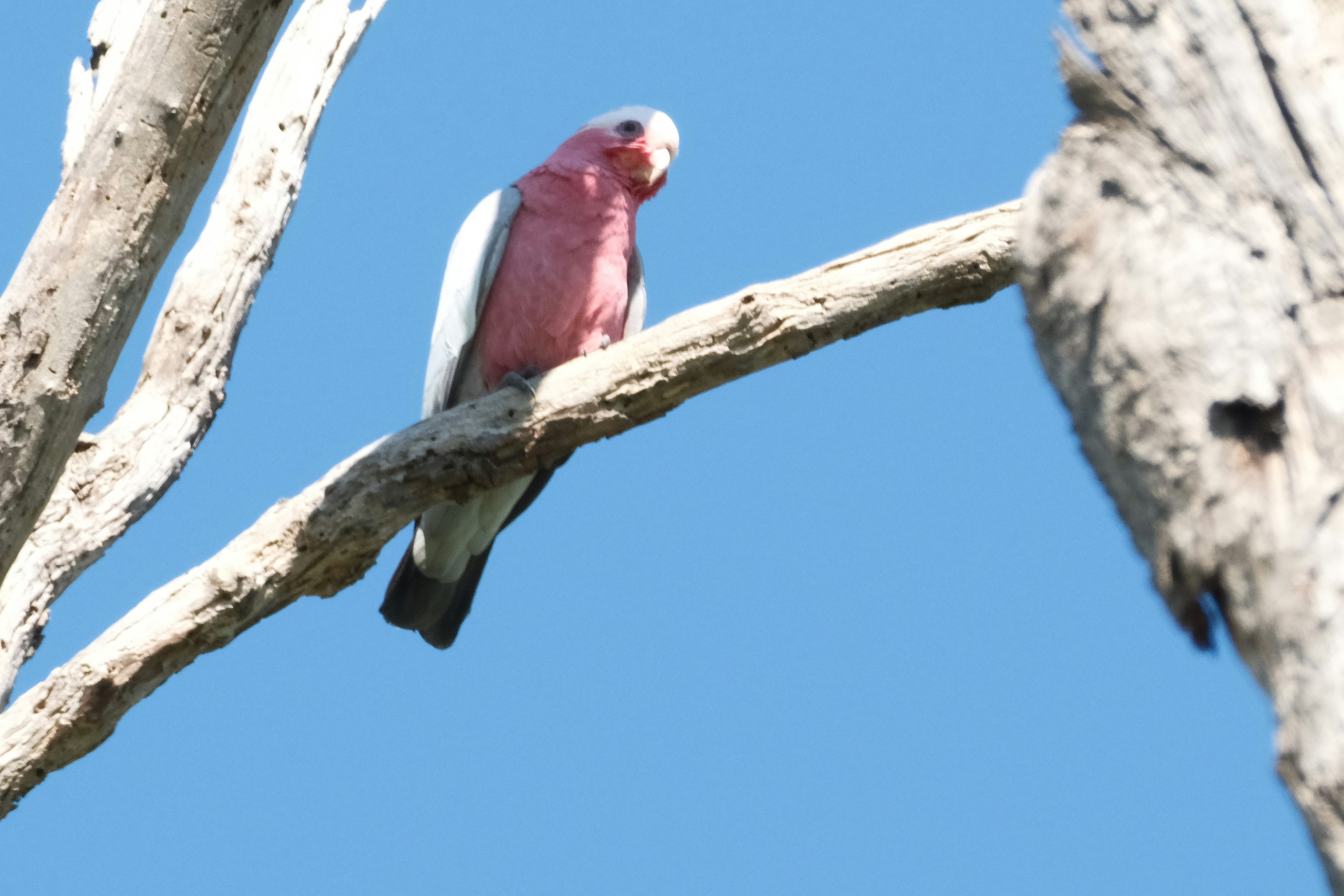 Pink Galah on a Bleached Branch Under a Cerulean Sky