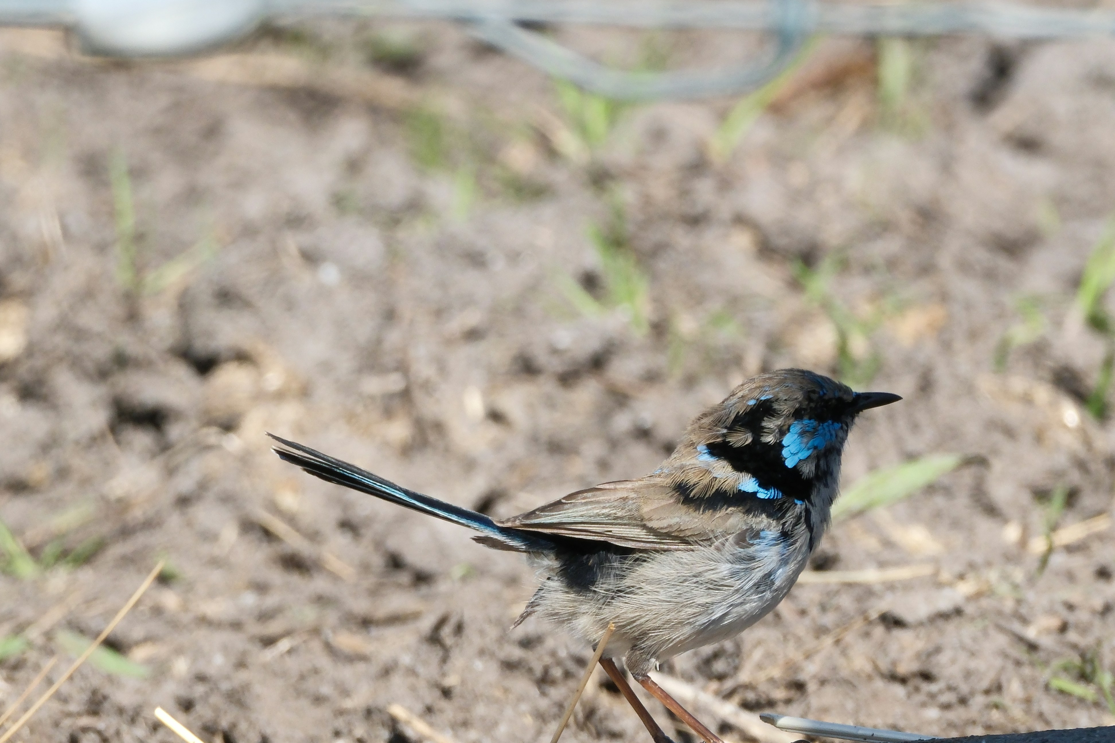 Blue-Throated Warbler on Dusty Ground