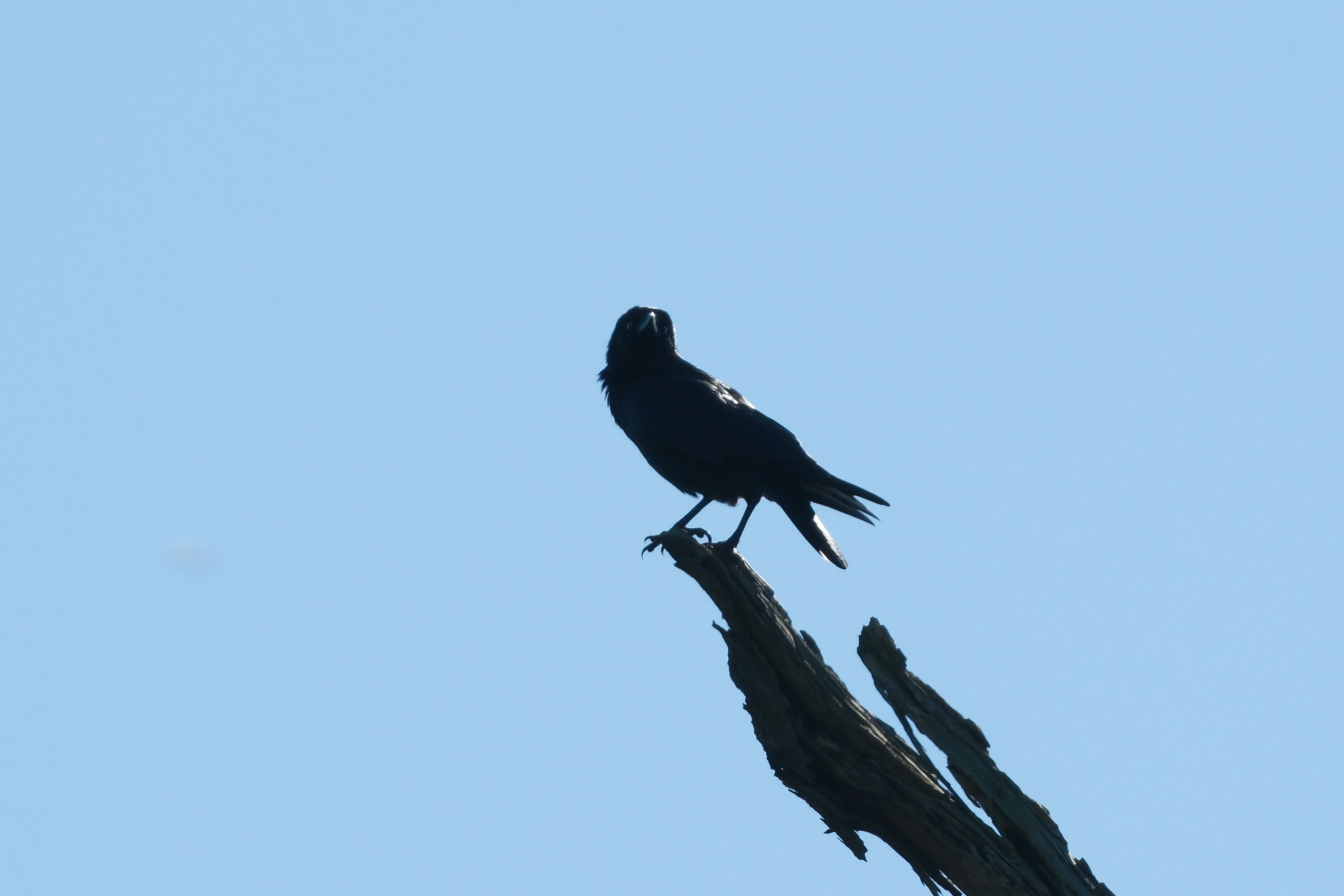 A black bird perched on a dead tree branch.