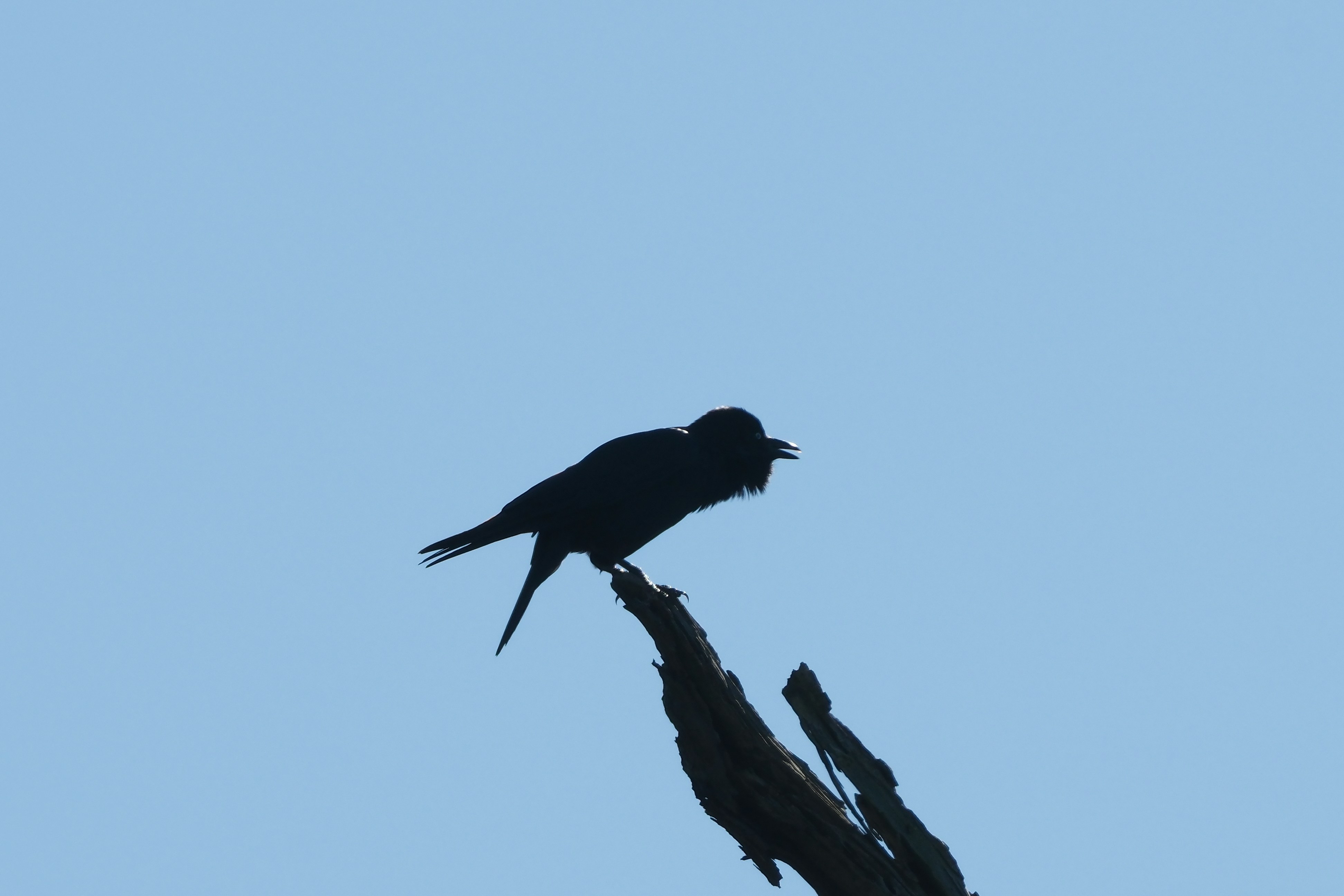 The Watchful Sentinel