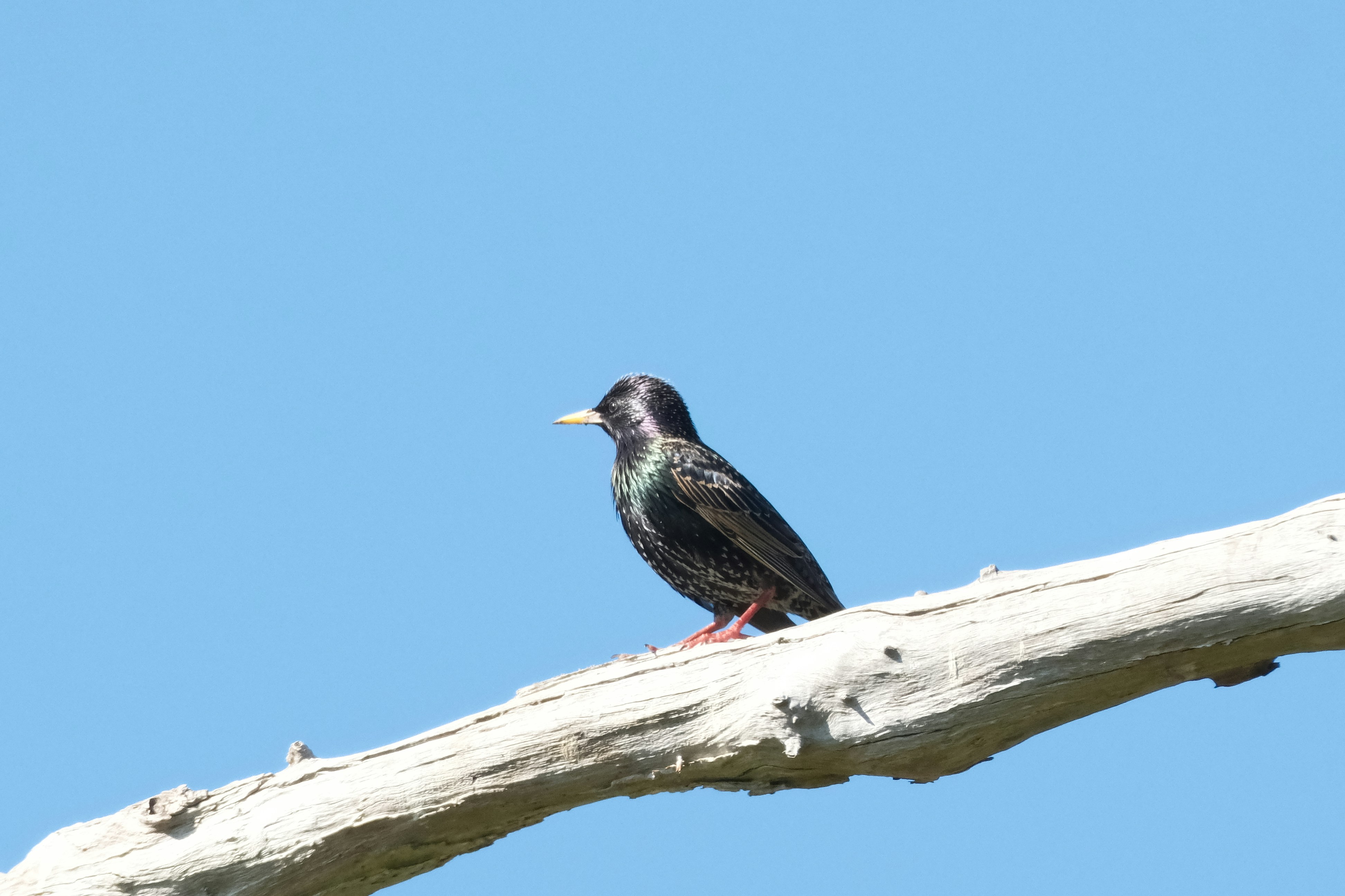 A starling perches on a dead tree branch.