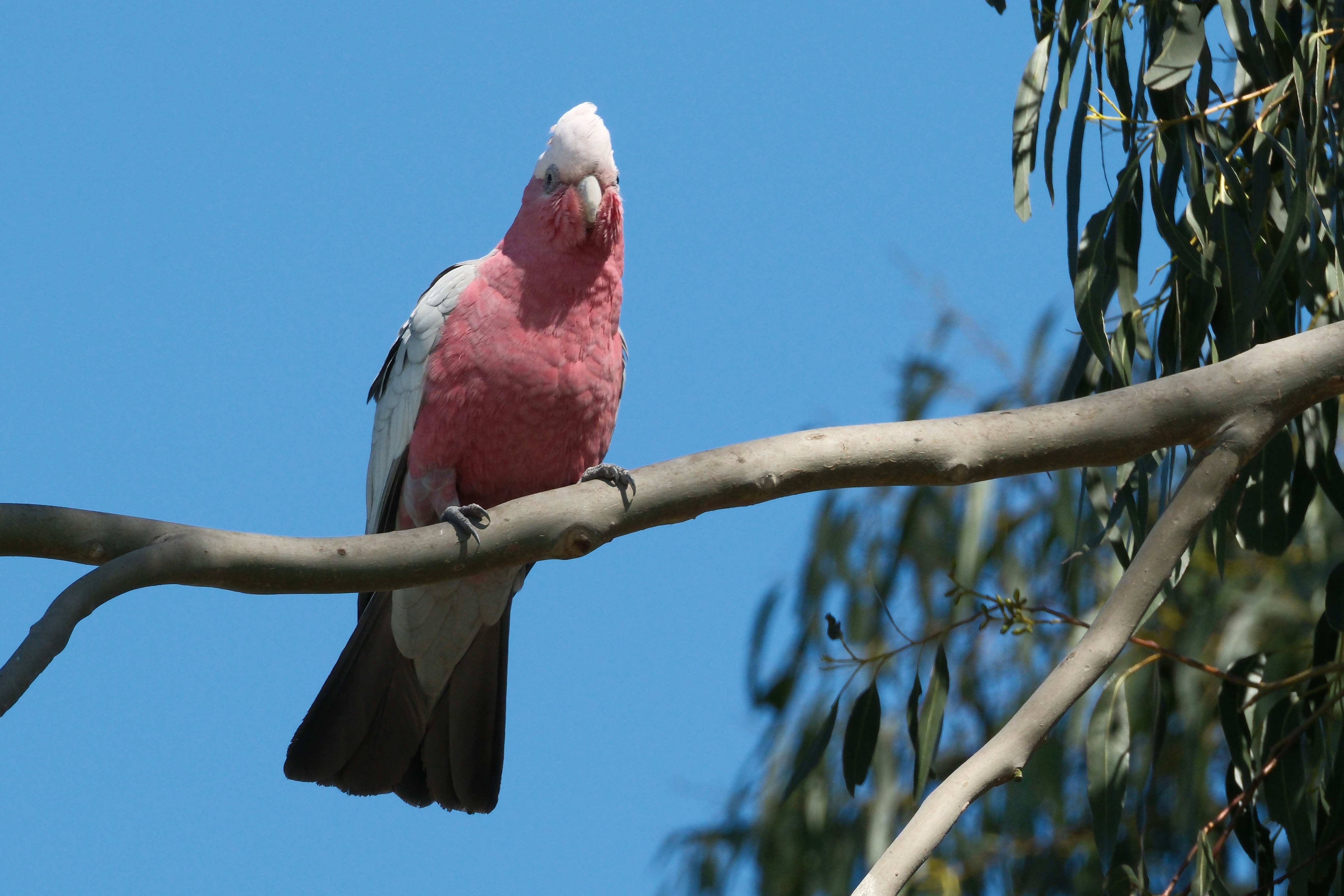 The Resplendent Rose-Breasted Cockatoo in Its Element