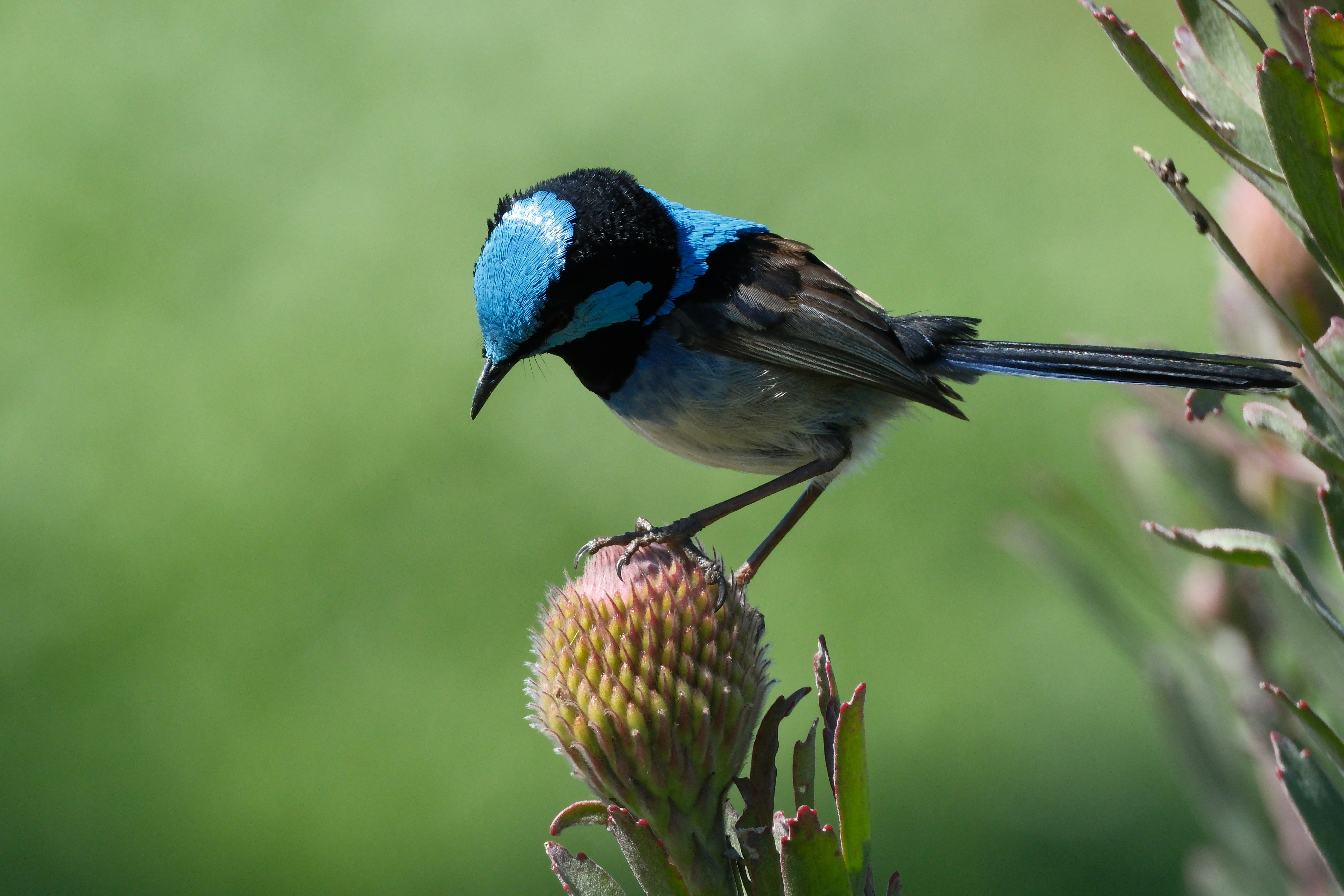 A striking blue-faced bird perched delicately on a flower bud, showcasing its vivid plumage against a blurred green backdrop.