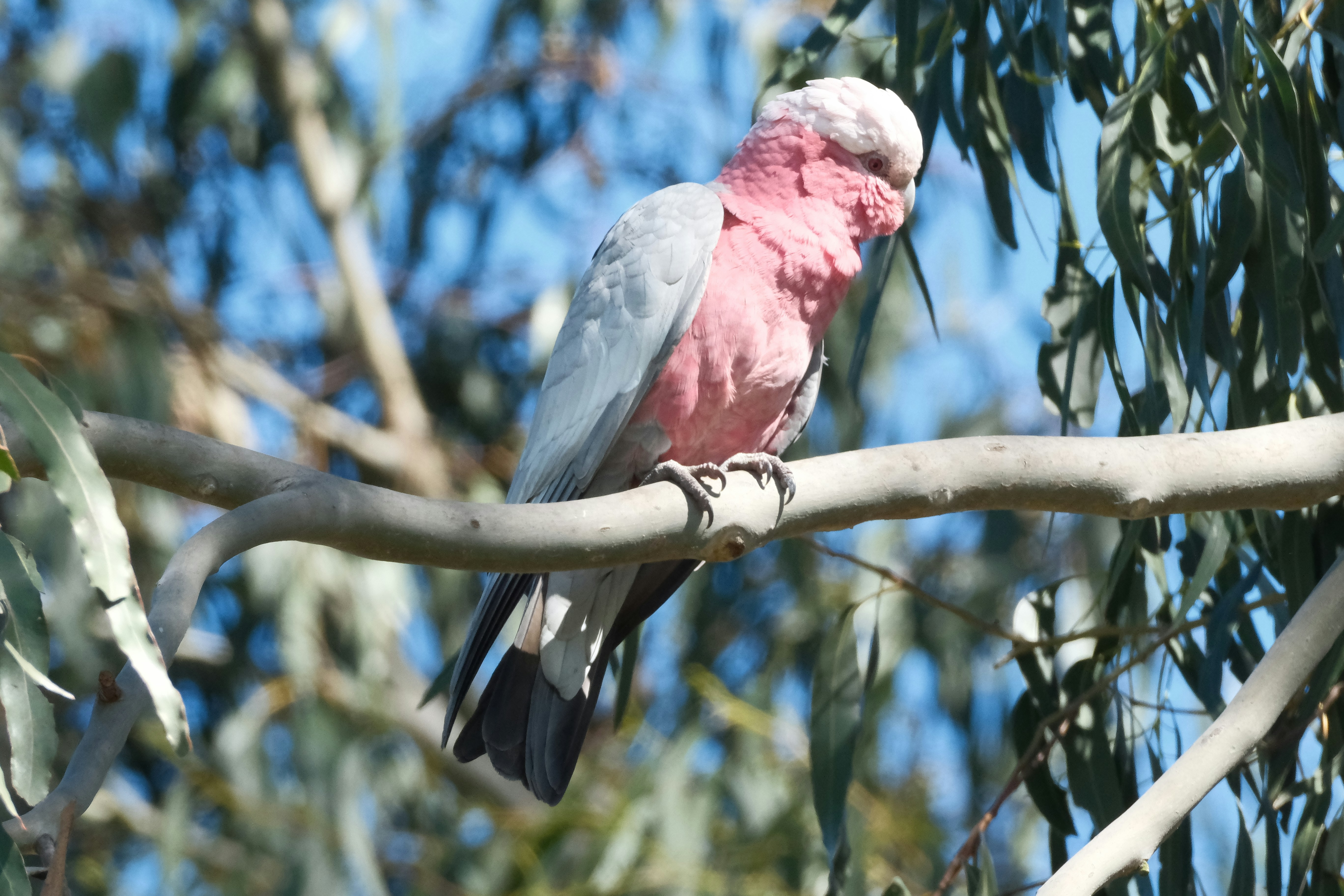 Galah on a sunlit eucalyptus branch