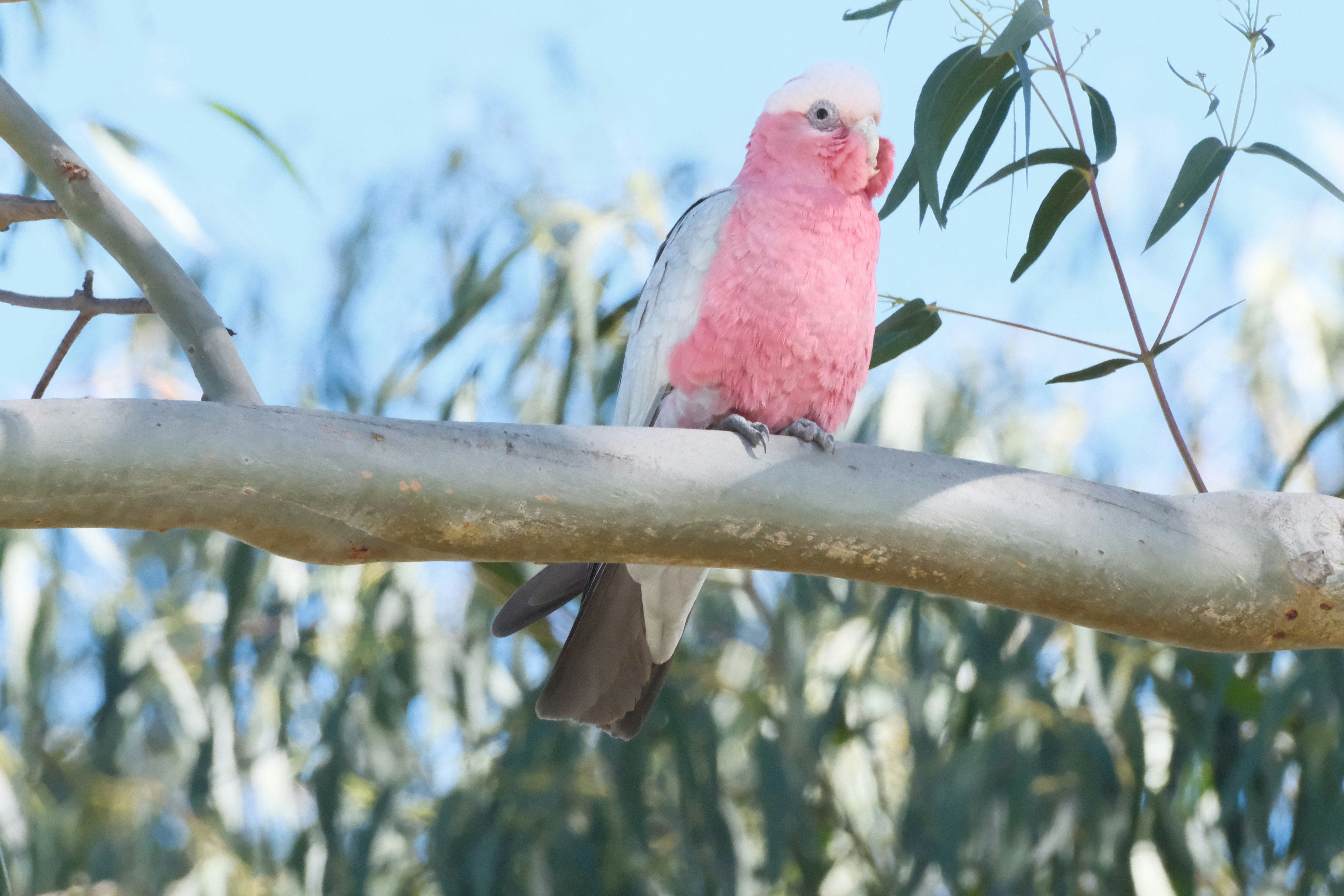 Pink Velvet on a Weathered Branch: Rosy Galah in Sunlit Silence