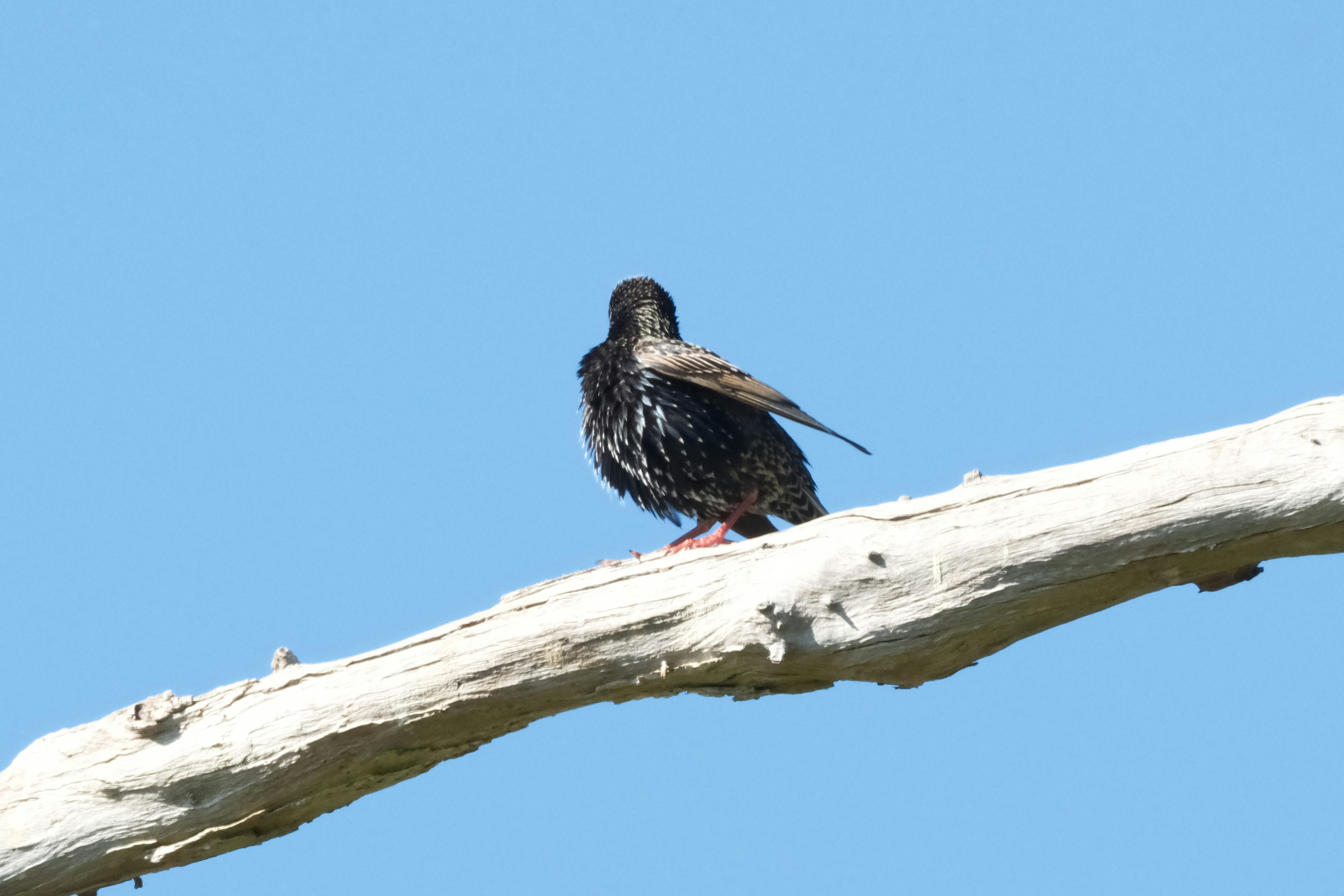 Silent Watcher on a Sunlit Perch