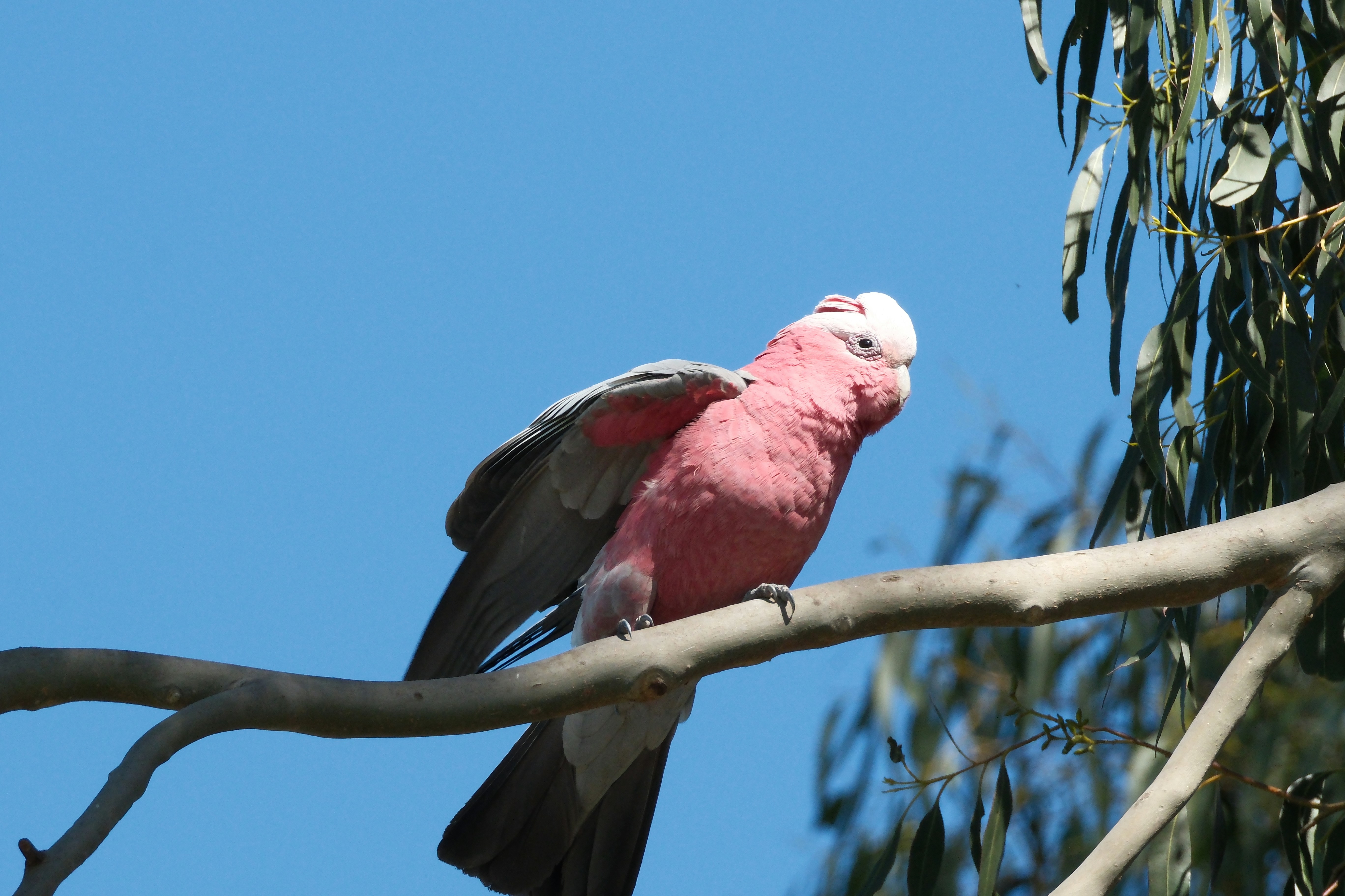 Rosy Galah on a Sunlit Branch Under a Cerulean Sky