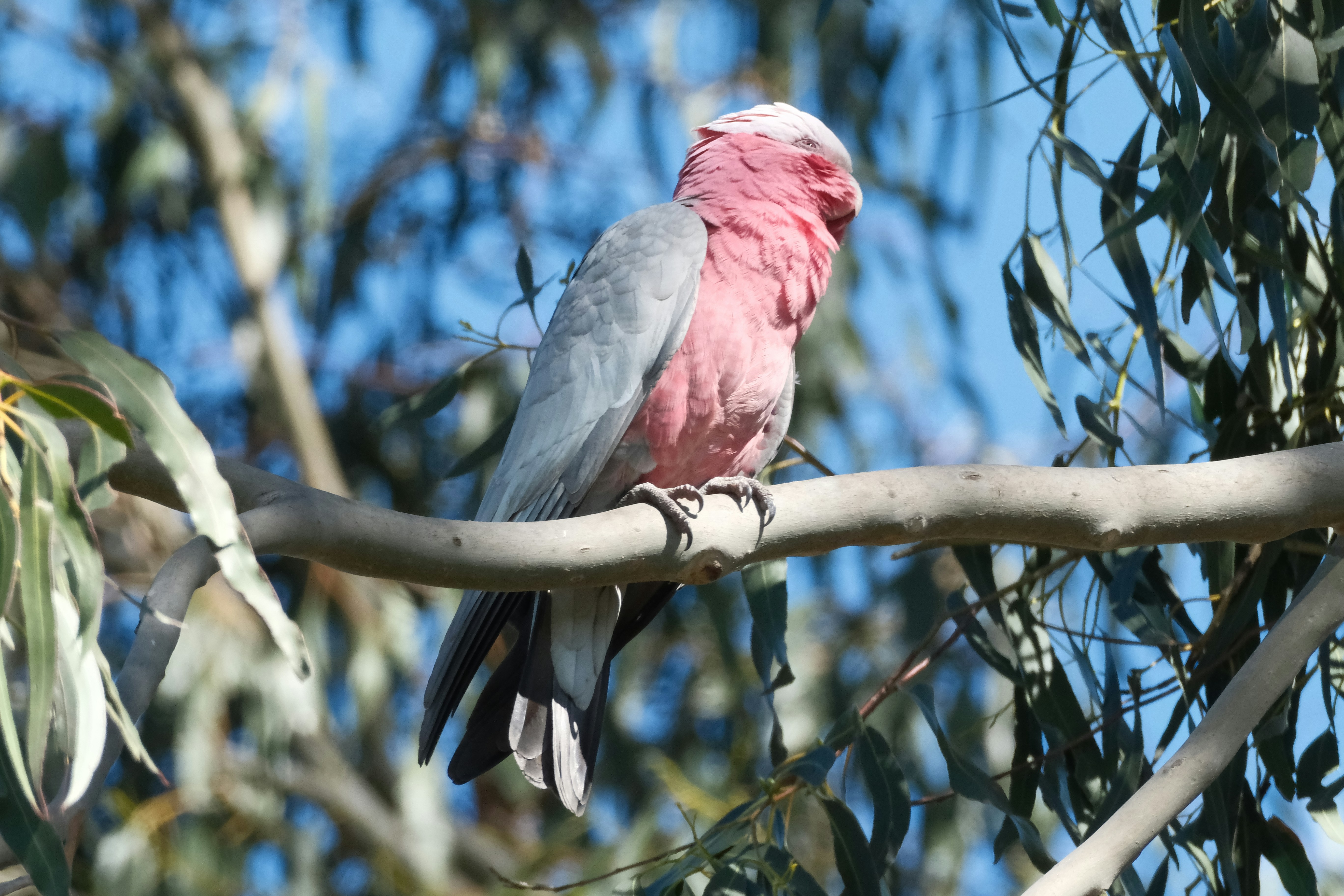 Galah on a Sunlit Eucalypt Branch: Rosy Crest Against the Sky
