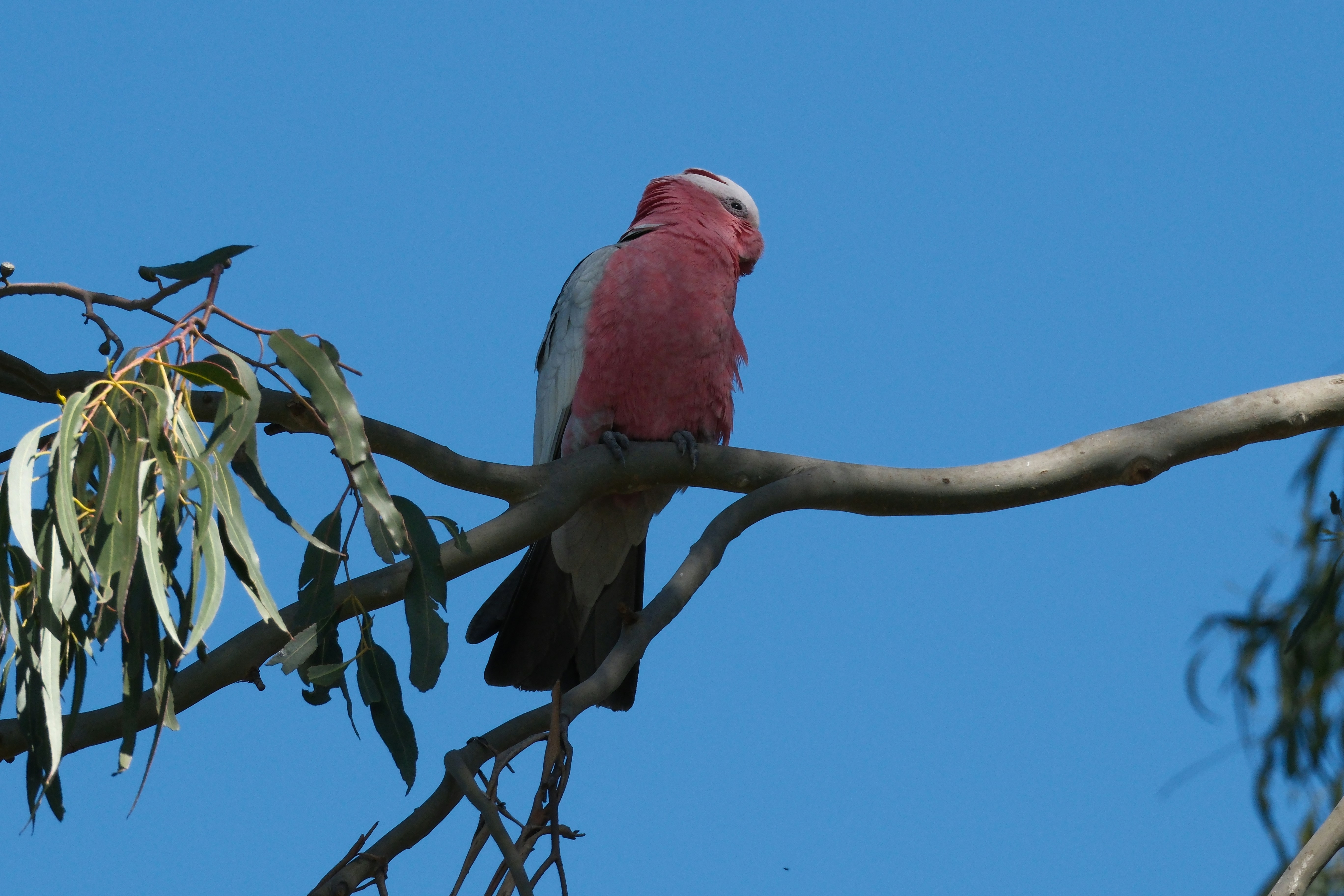 A roseate cockatoo perched gracefully on a eucalyptus branch, showcasing its vibrant plumage against a clear blue sky.