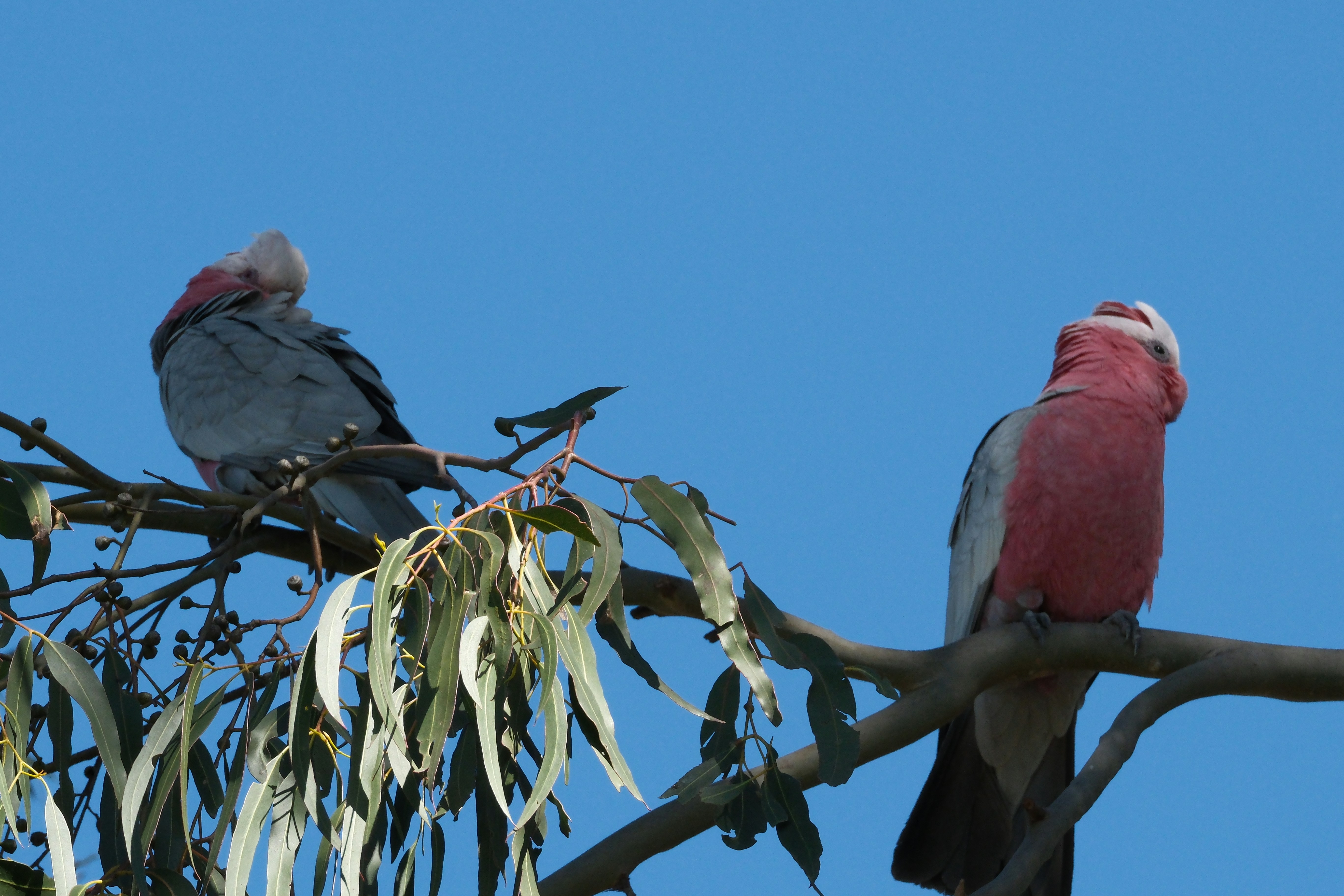 Harmony in the Canopy: A Glimpse of Rosy-Faced Companionship