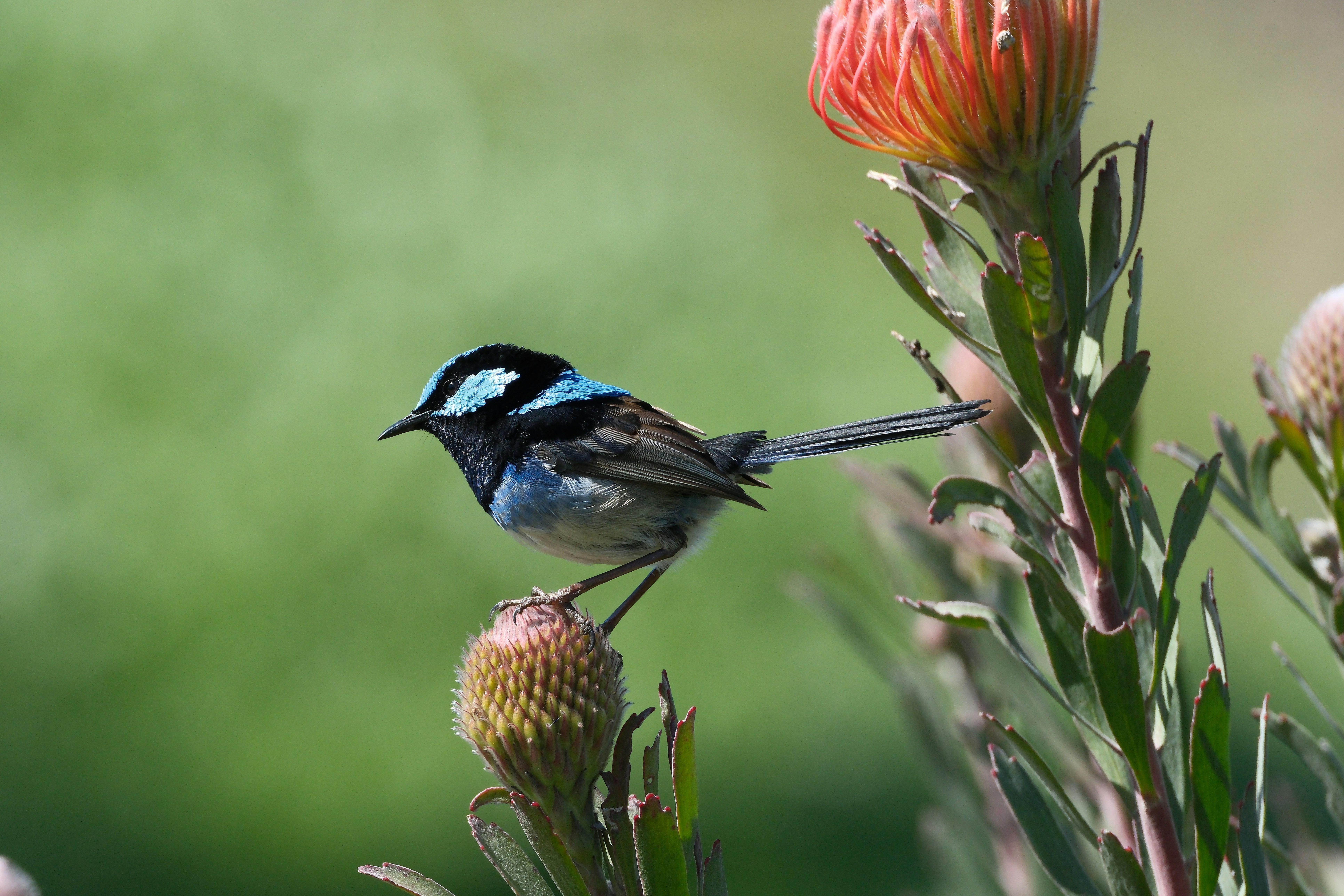 Protea Perch: A Blue-Black Songbird on a Florid Crown
