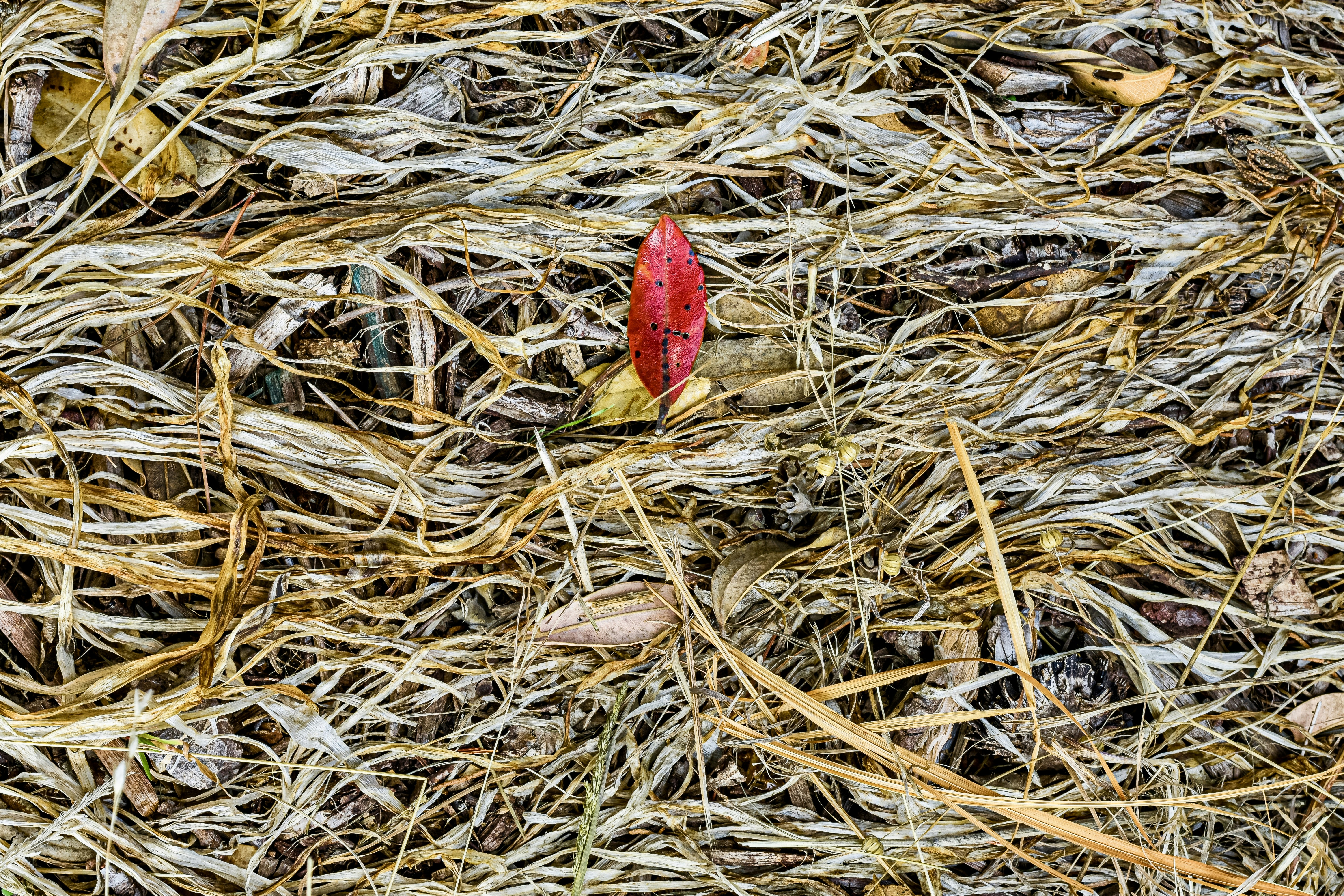 A single red leaf on a bed of brown grass leaves | A single red leaf rests on dry straw.