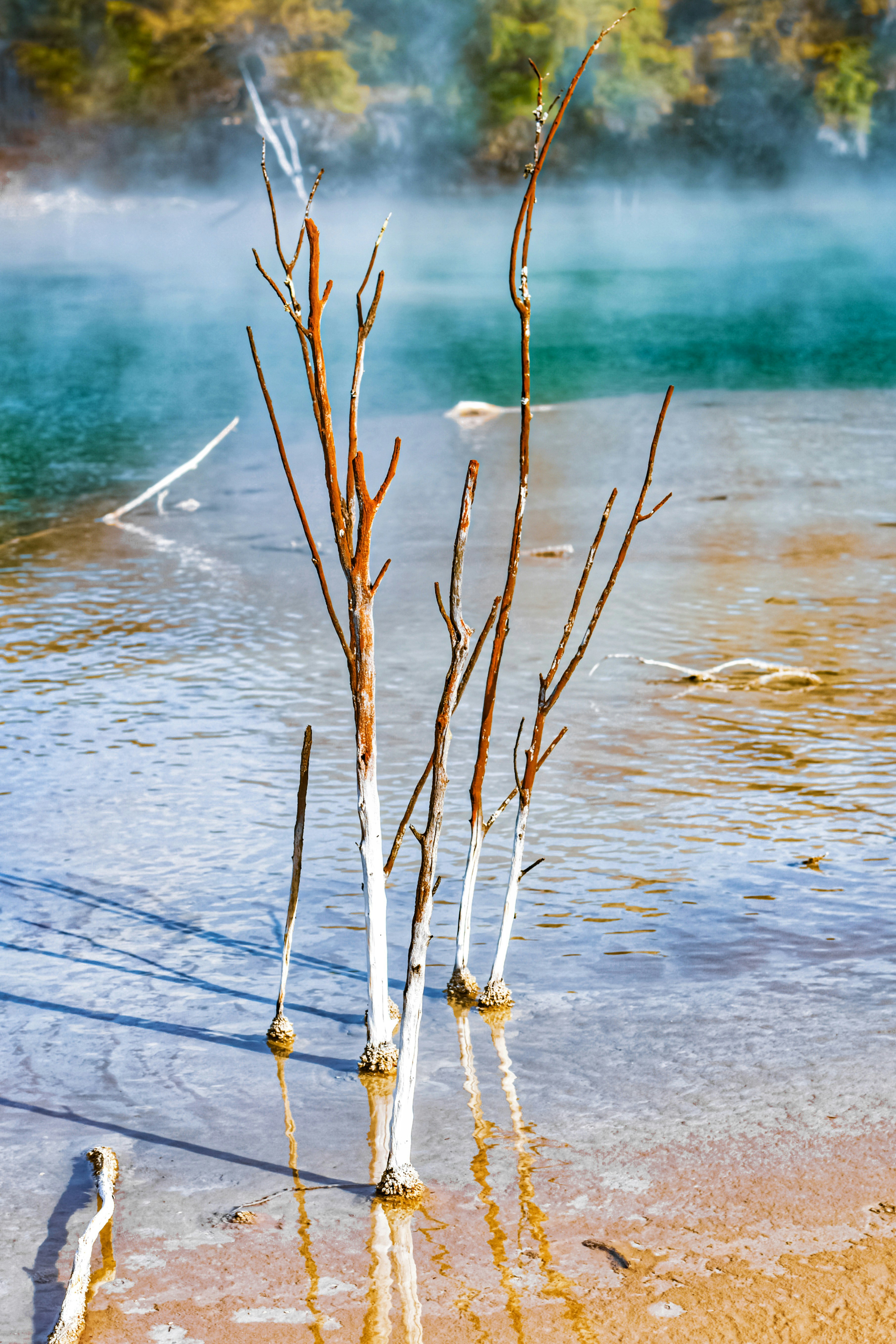 Whispers of Nature: The Resilience of Life