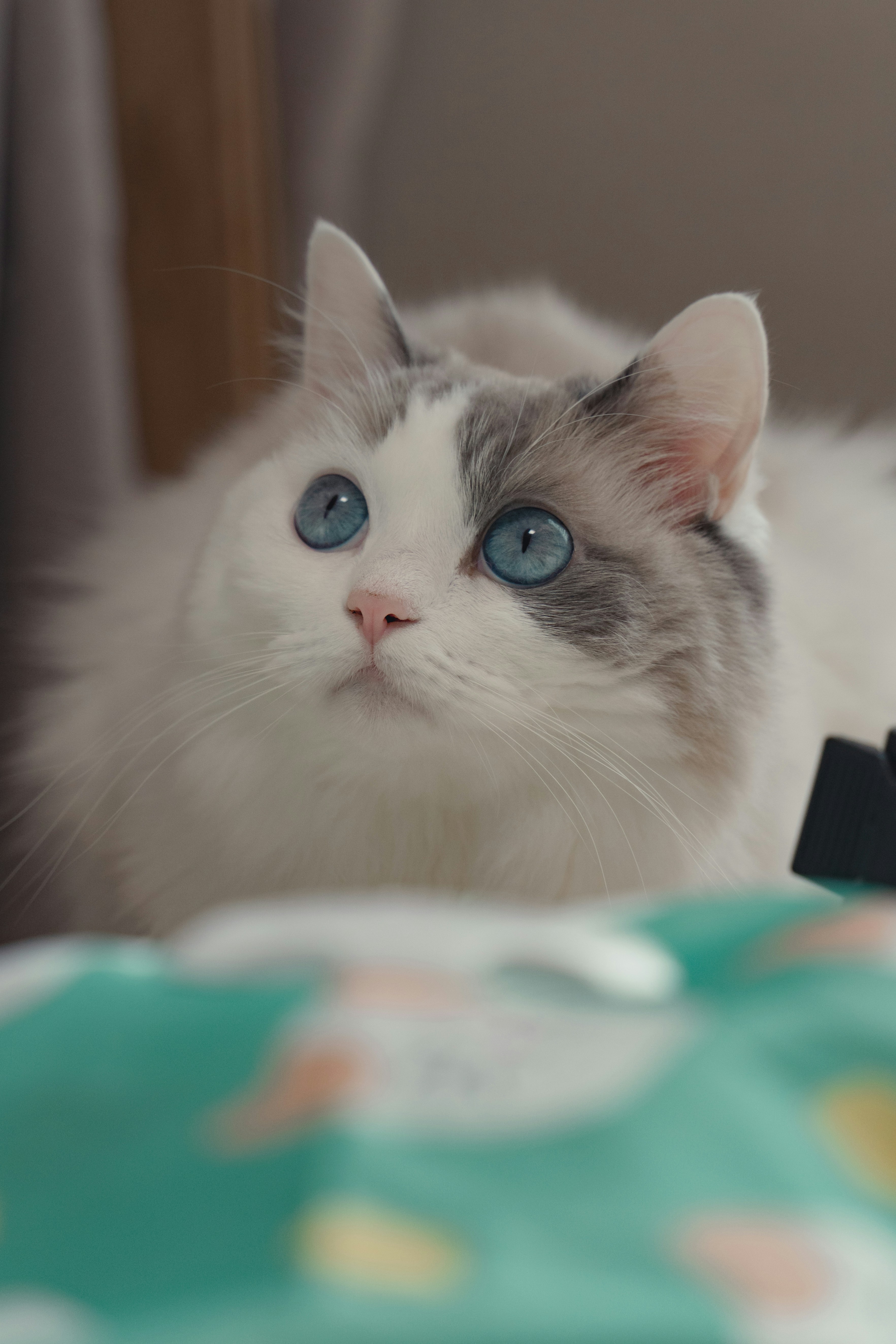 Whiskers of Wonder: A Feline's Gaze