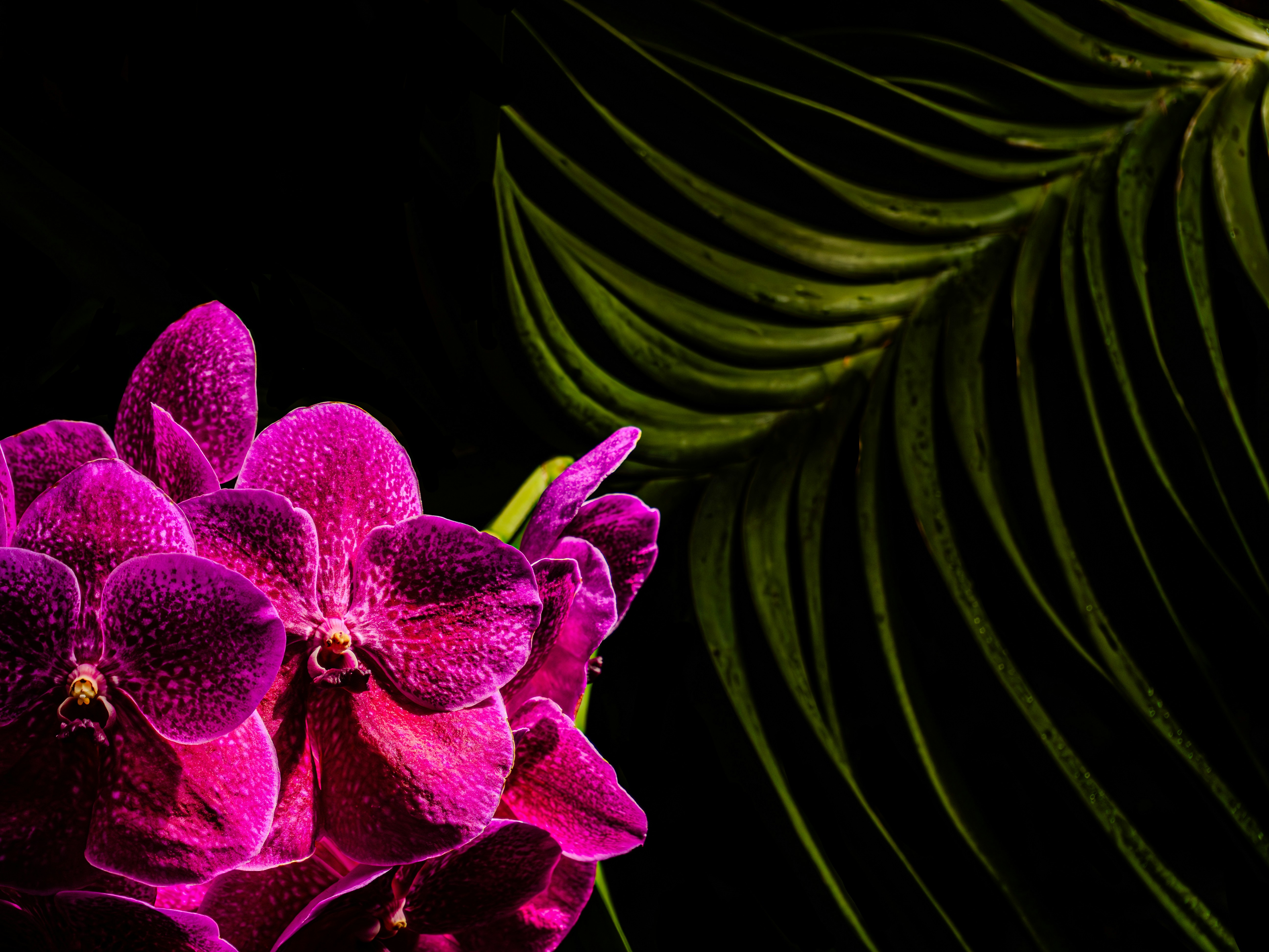 Velvet Orchid in a Midnight Green Veil